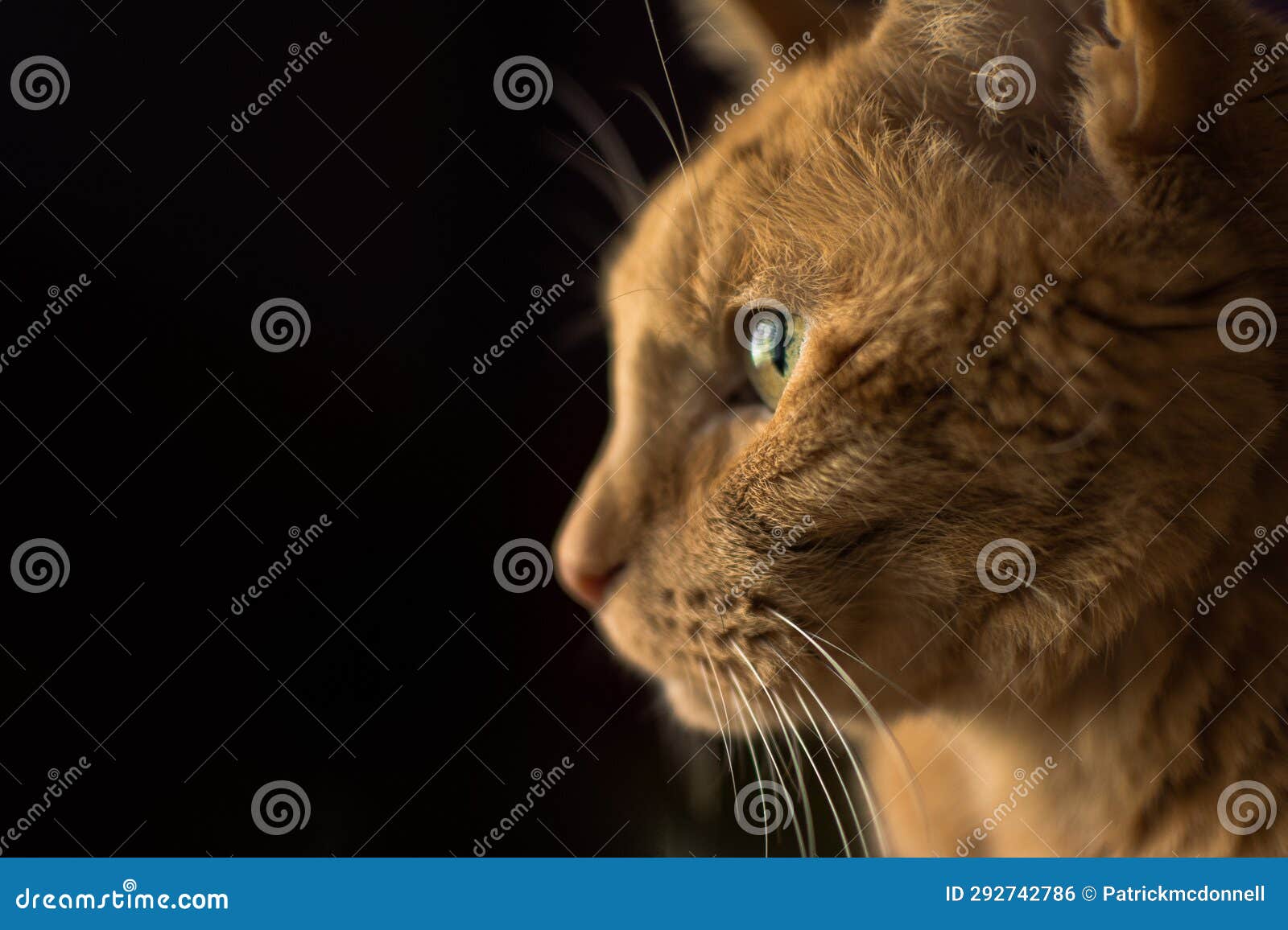 Side Profile of Orange Tabby Cat Stock Photo - Image of side, away ...