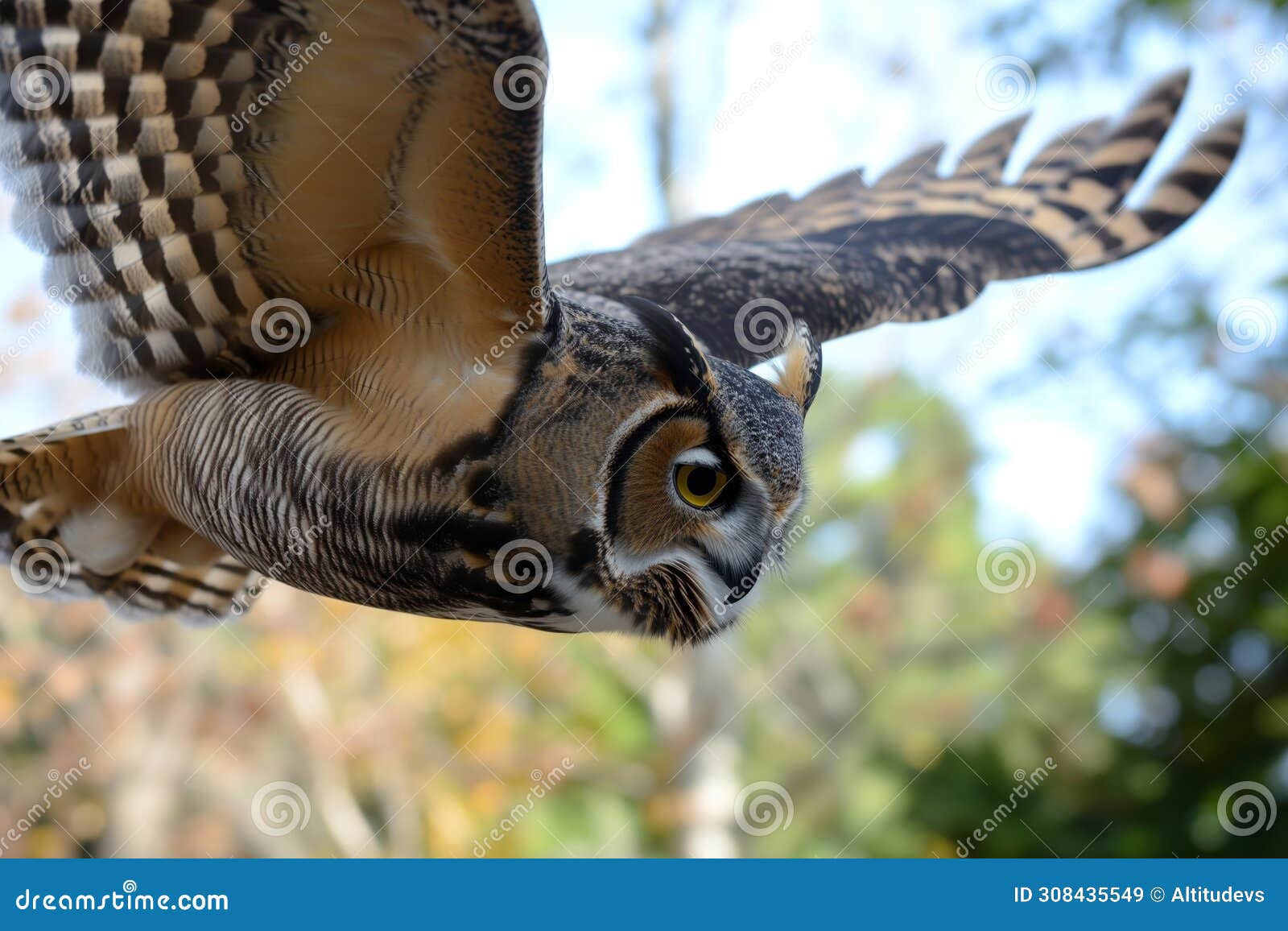 Side Profile of Owl in Flight, Head Turned To Face Viewer Stock Image ...