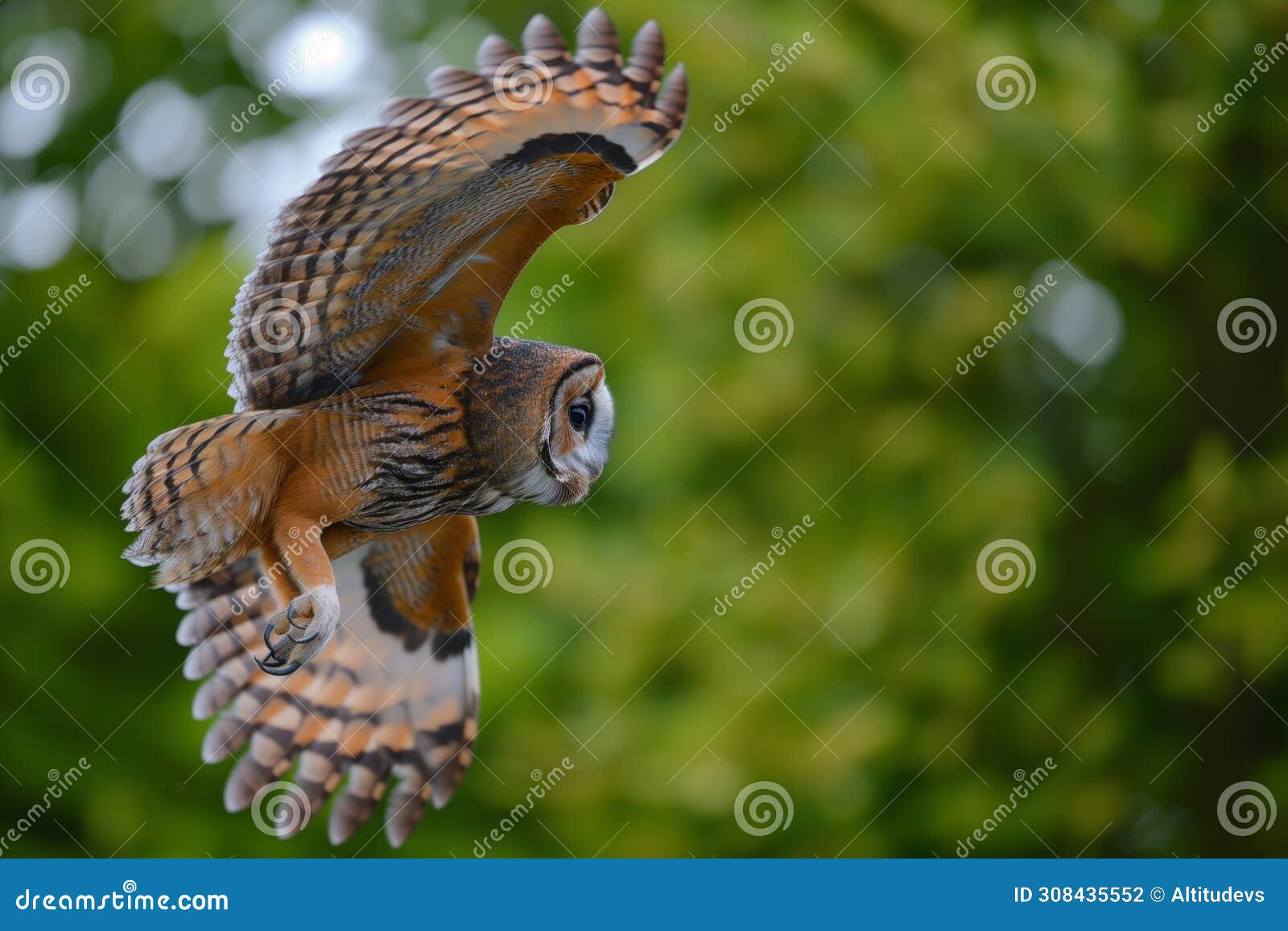 Side Profile of Owl in Flight, Head Turned To Face Viewer Stock Photo ...