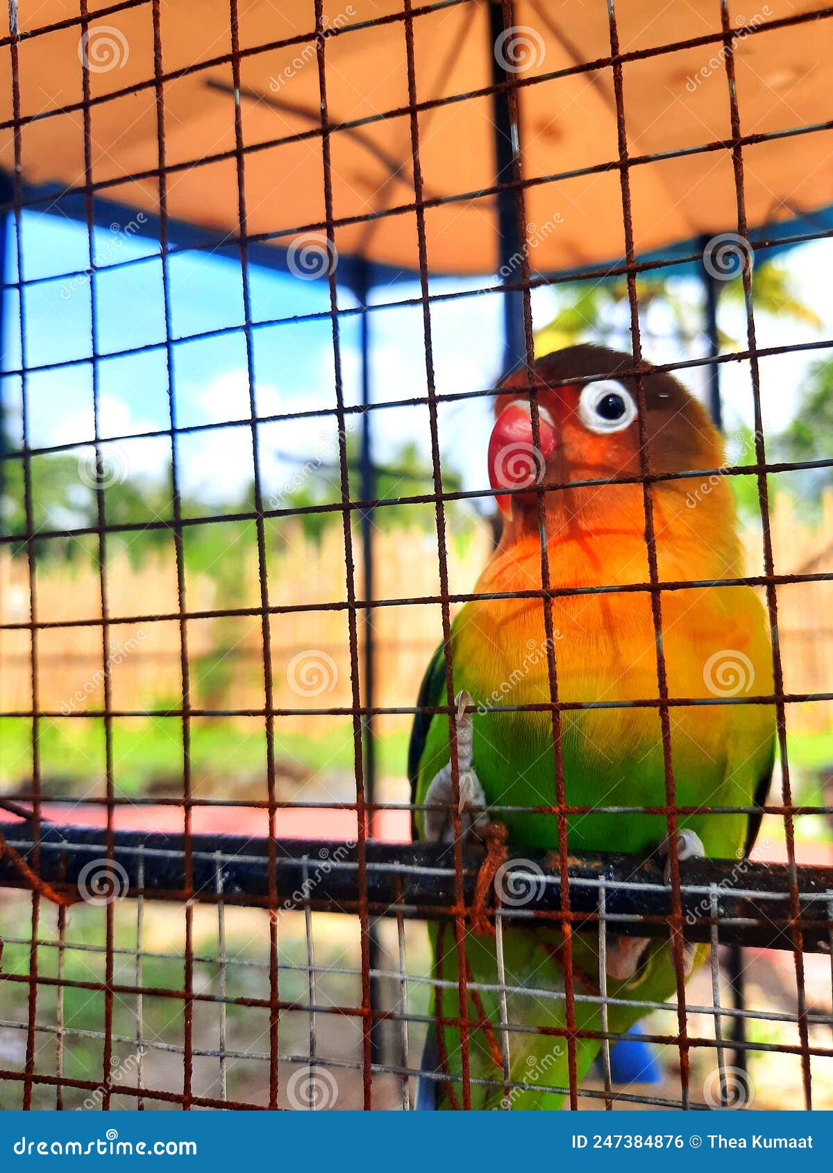 Side Profile of a Parrot Bird Stock Photo - Image of macaw, beak: 247384876
