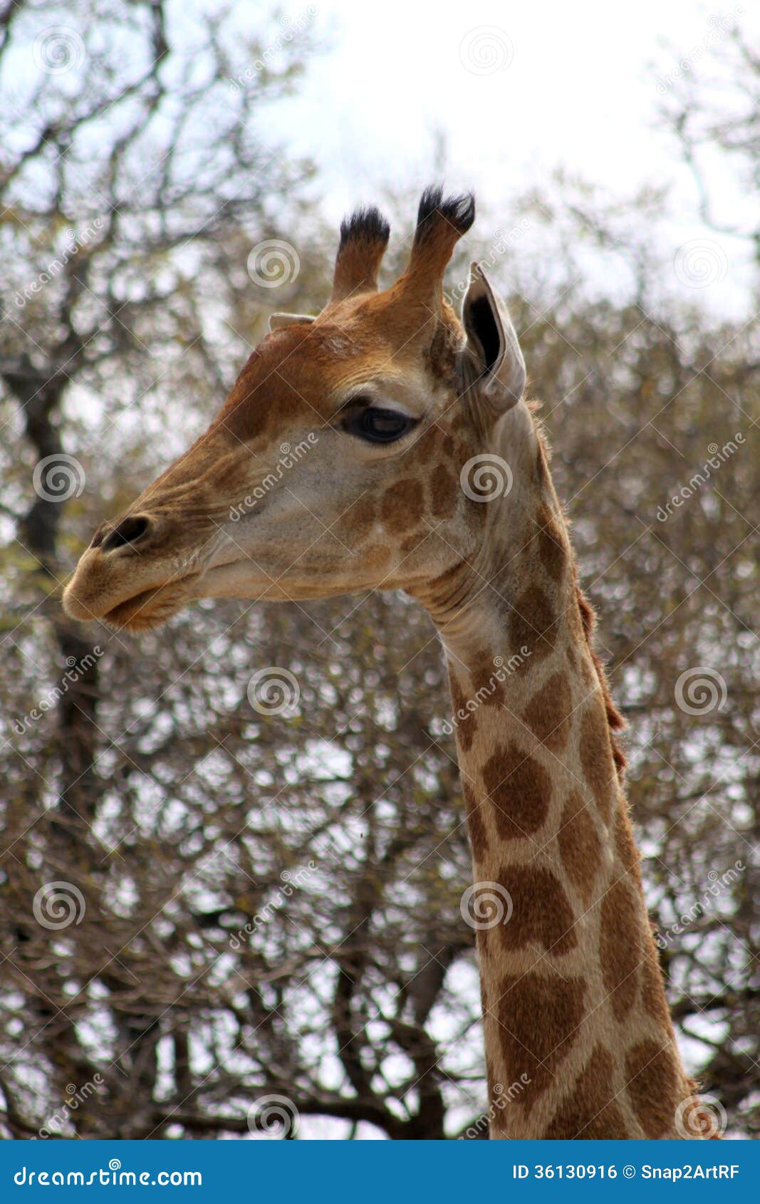 Side Profile Picture of Giraffe Head Stock Photo - Image of herbivore ...