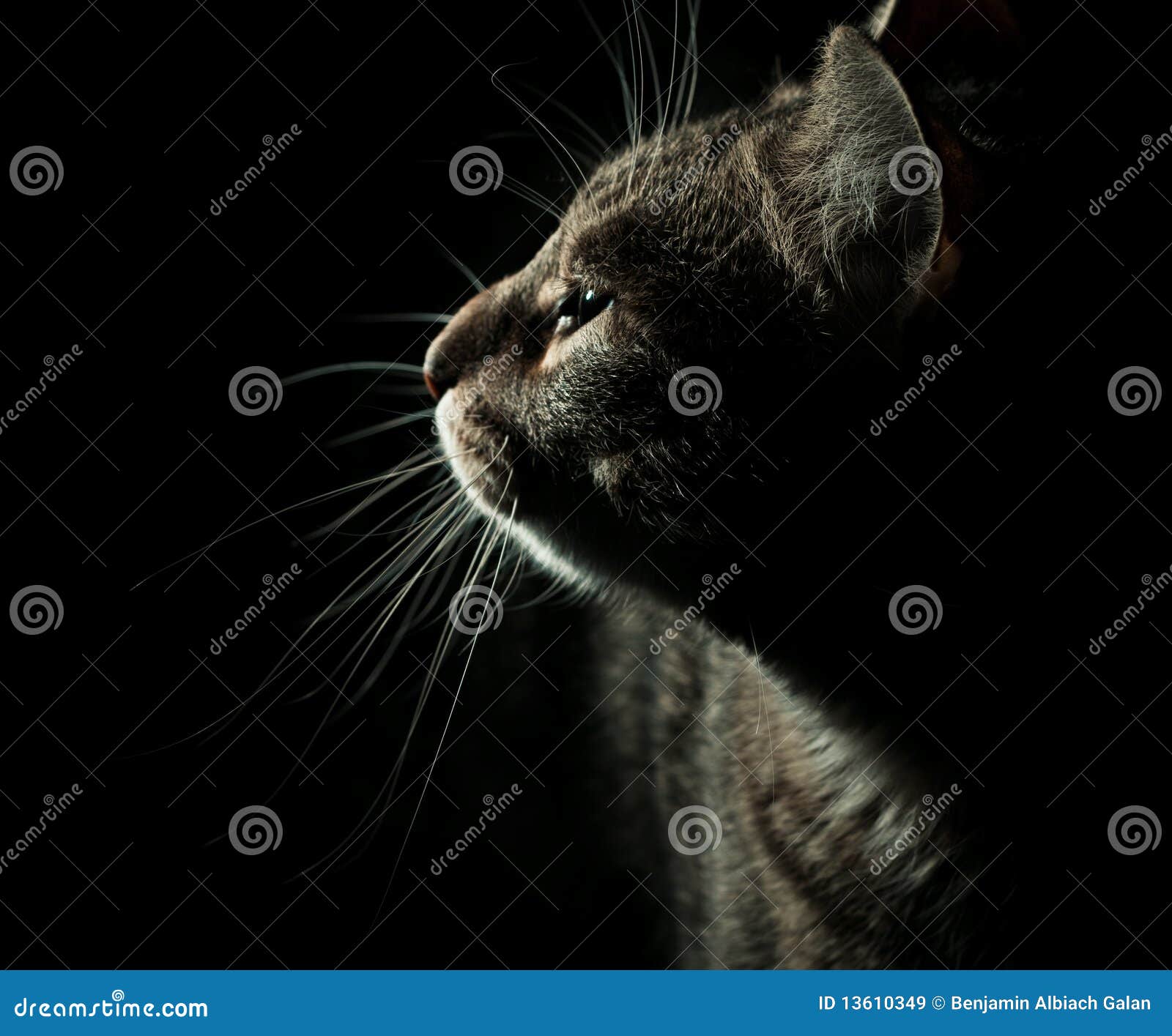 Side Profile Portrait Of Cat Stock Image - Image of tabby, black: 13610349
