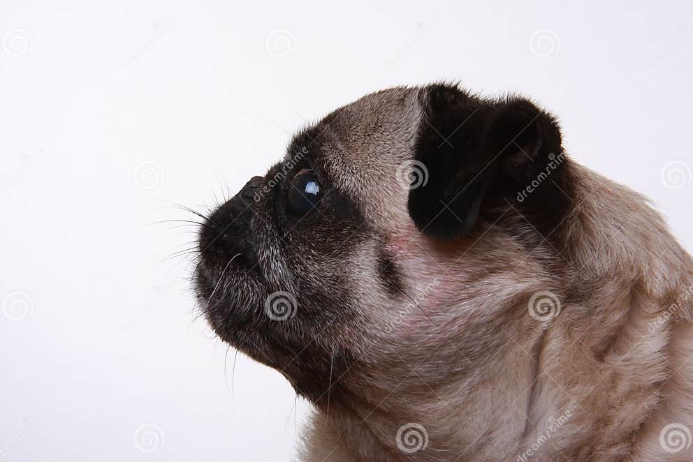 Side profile of a pug stock image. Image of isolated - 10832277