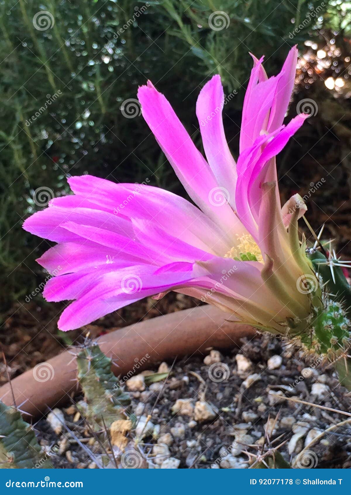 Side Profile of Purple Flower with Cactus Stock Photo - Image of cactus ...
