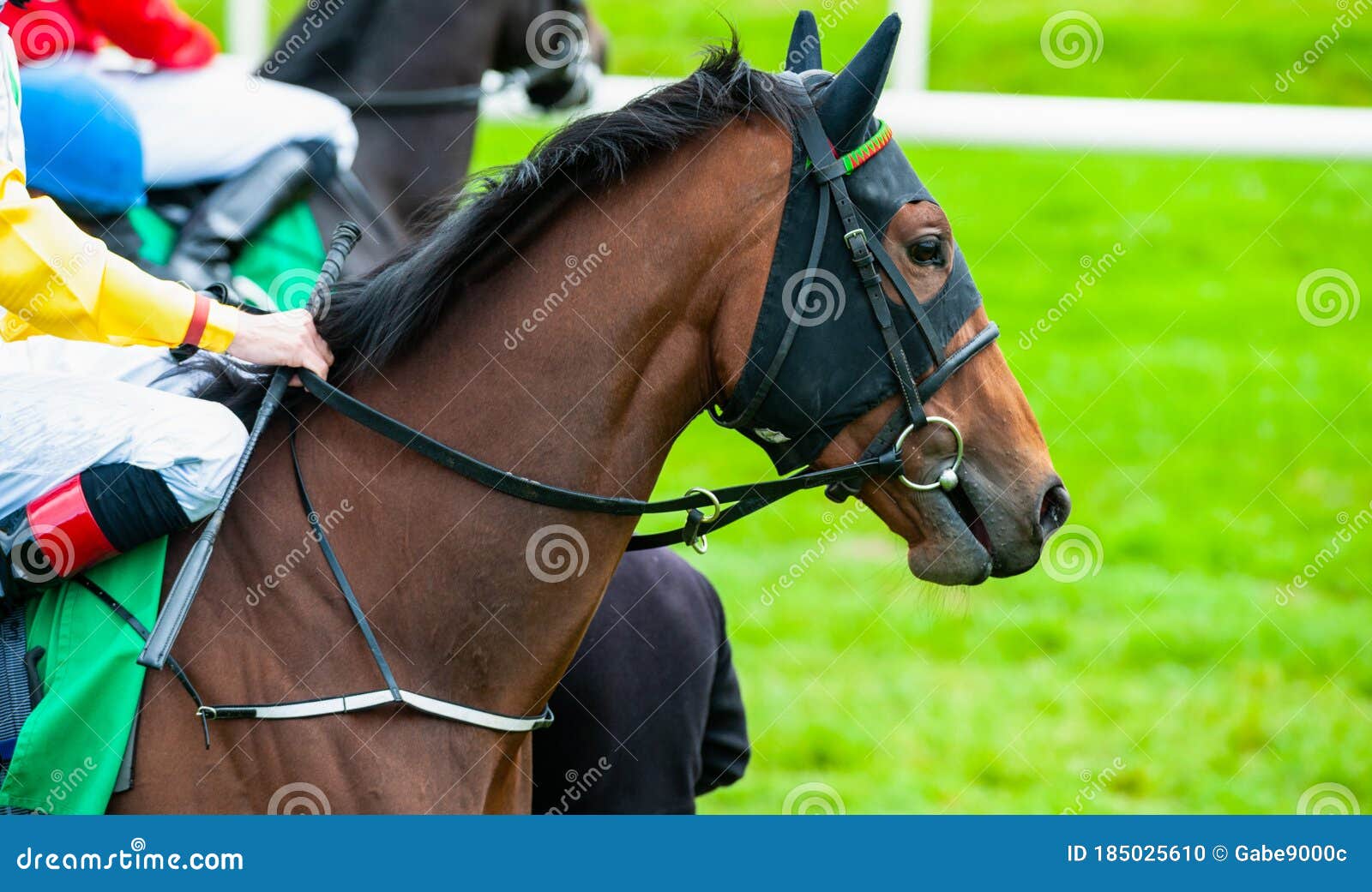 Race horse on the track stock photo. Image of gambling - 185025610