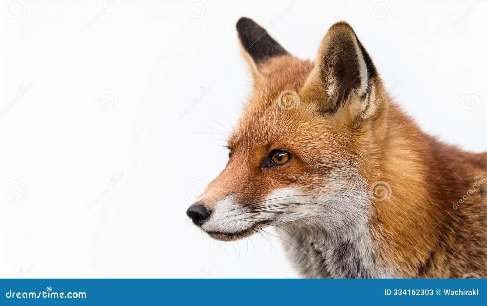 Red Fox Side Profile stock illustration. Illustration of ears - 334162303