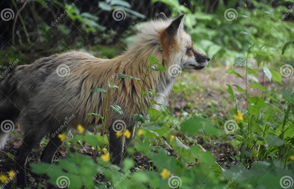 Side Profile of a Red Fox in the Wild Stock Image - Image of mammal ...