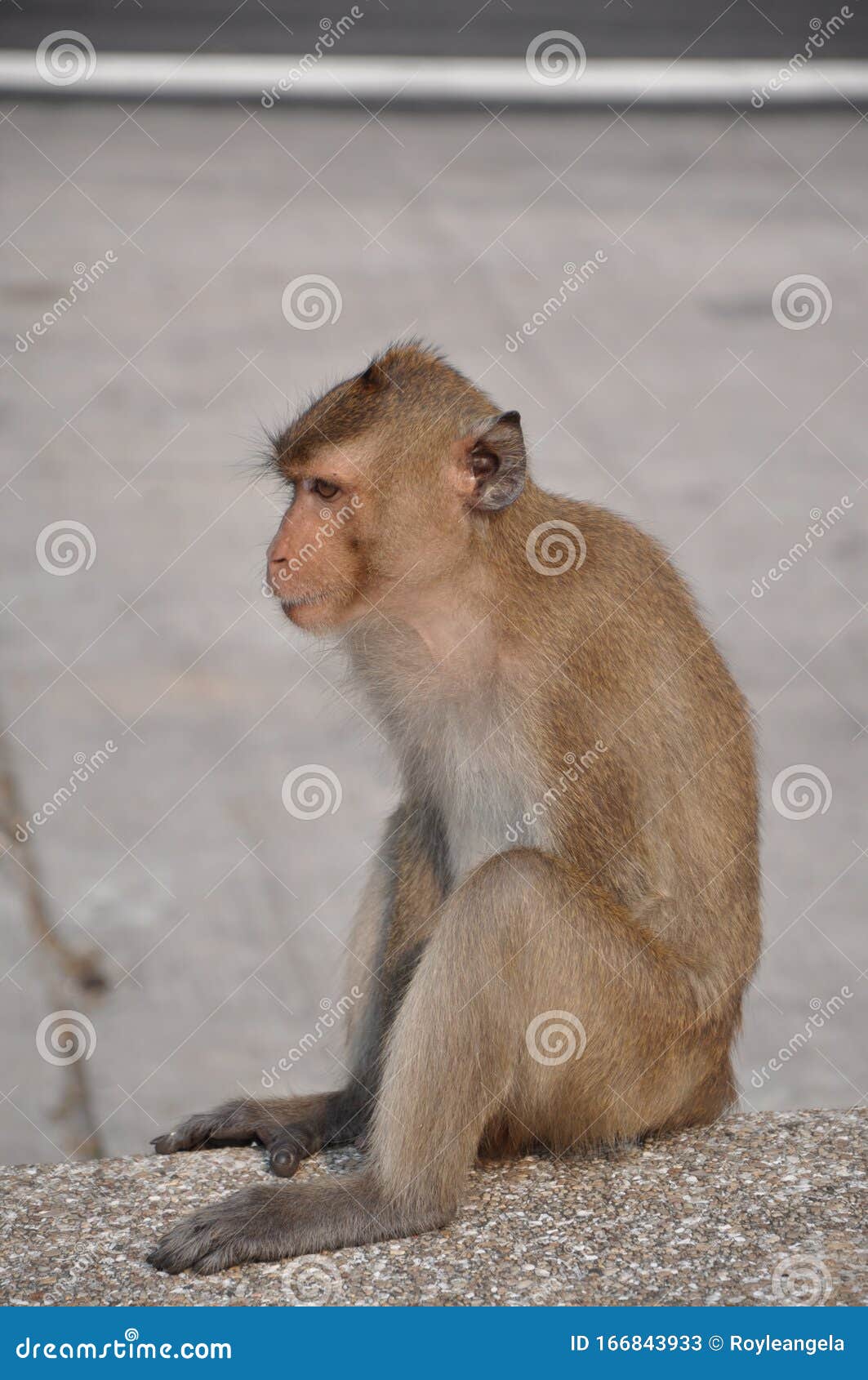 Side Profile of Rhesus Monkey Stock Image - Image of natural, funny ...