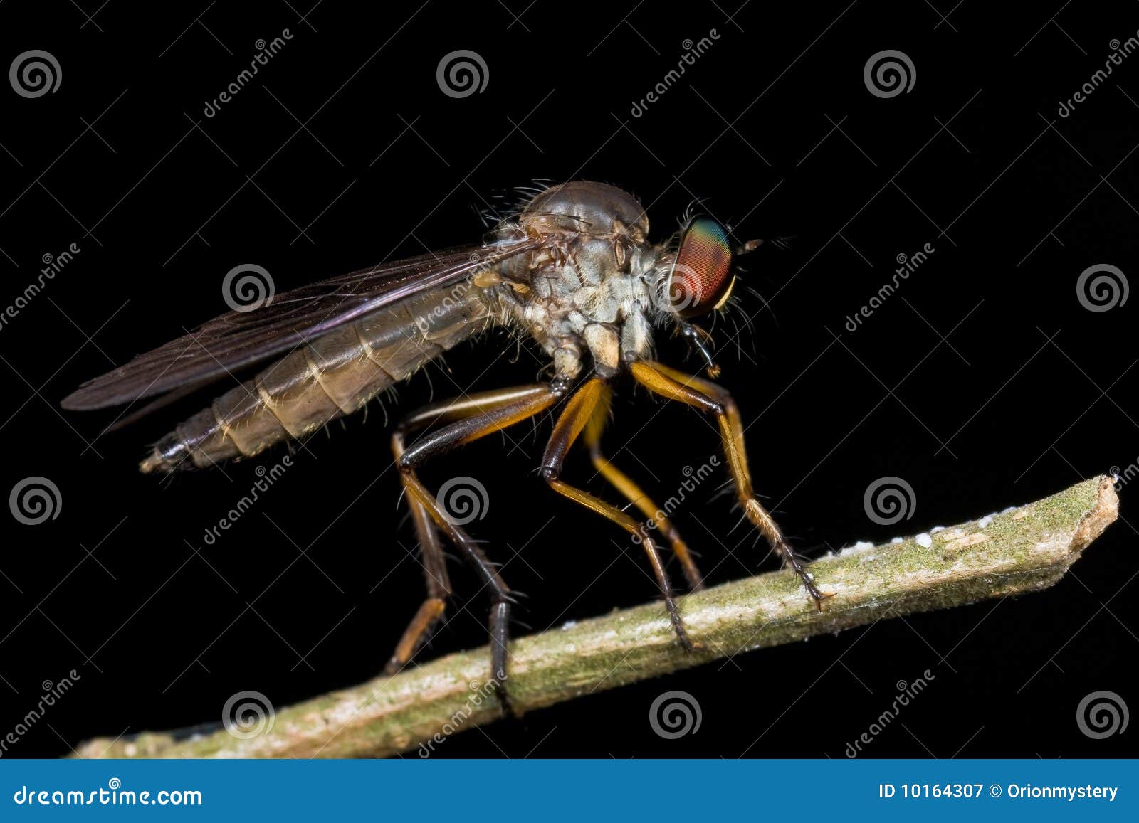 Robberfly Or Robber Fly - One Of The Three Species Of Megaphorus ...