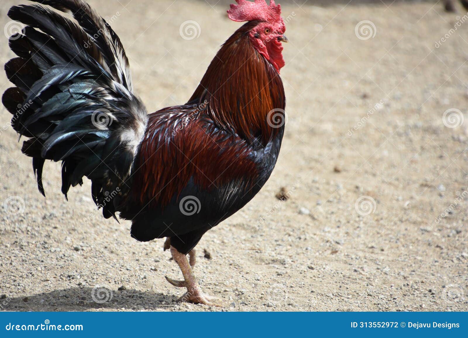 Side Profile of a Rooster on a Farm Stock Photo - Image of rooster ...