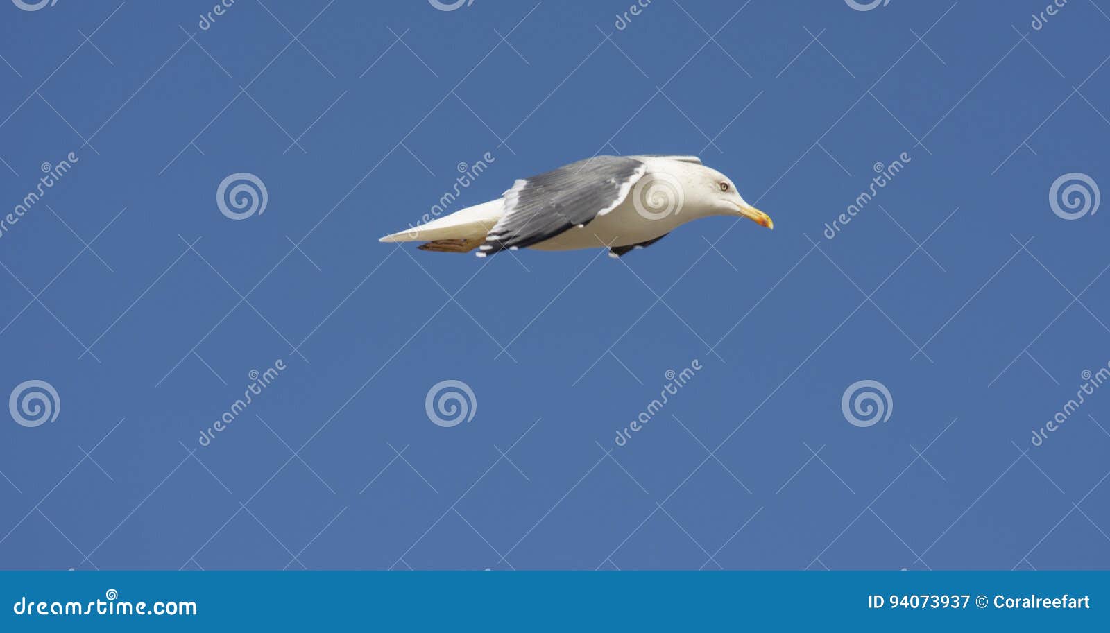 Side profile of seagull stock image. Image of england - 94073937