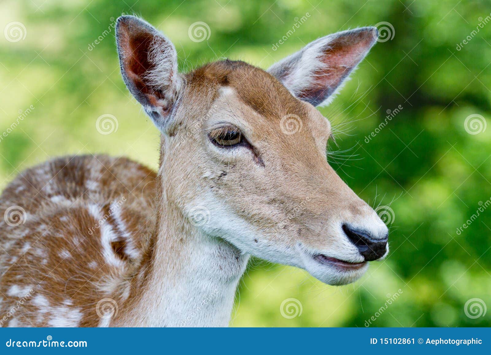 Side Profile Shot of a Doe Fallow Deer Stock Image - Image of dama ...