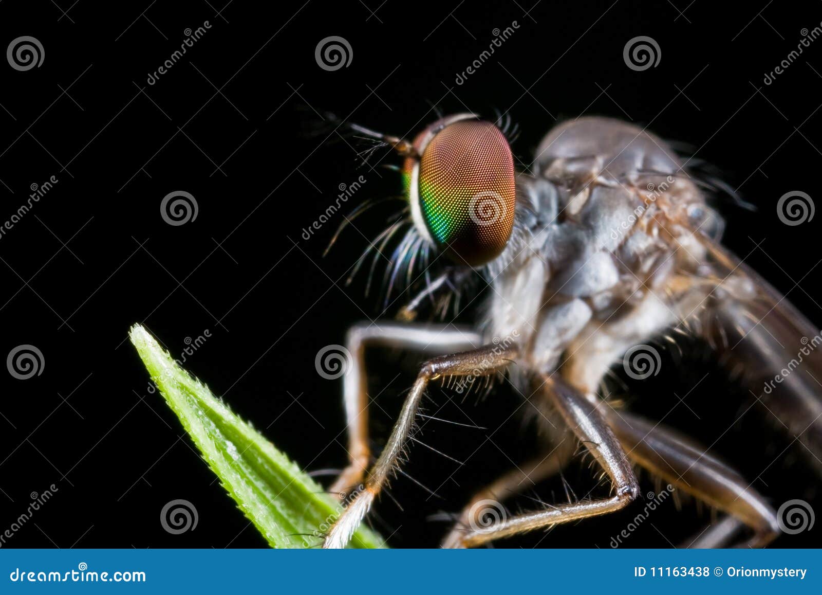Side Profile Shot of a Robber Fly Stock Photo - Image of grey, leaf ...