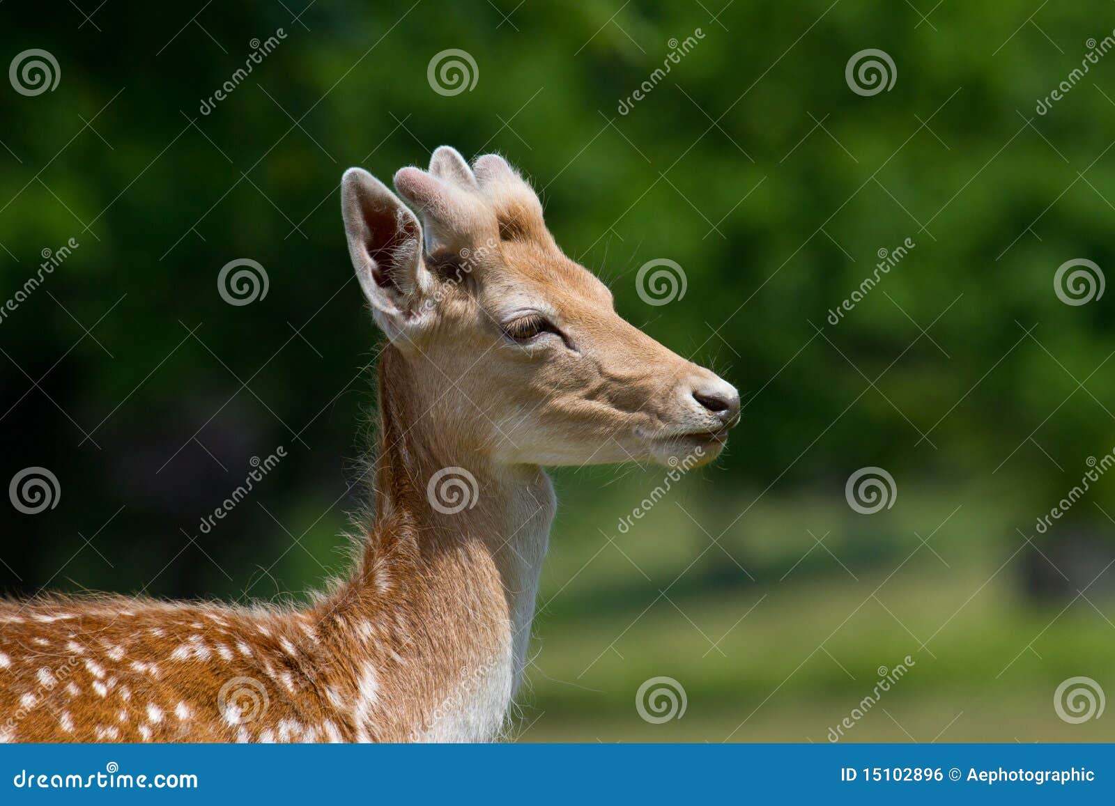 Side Profile Shot Of A Young Stag Fallow Deer Stock Photo - Image of ...