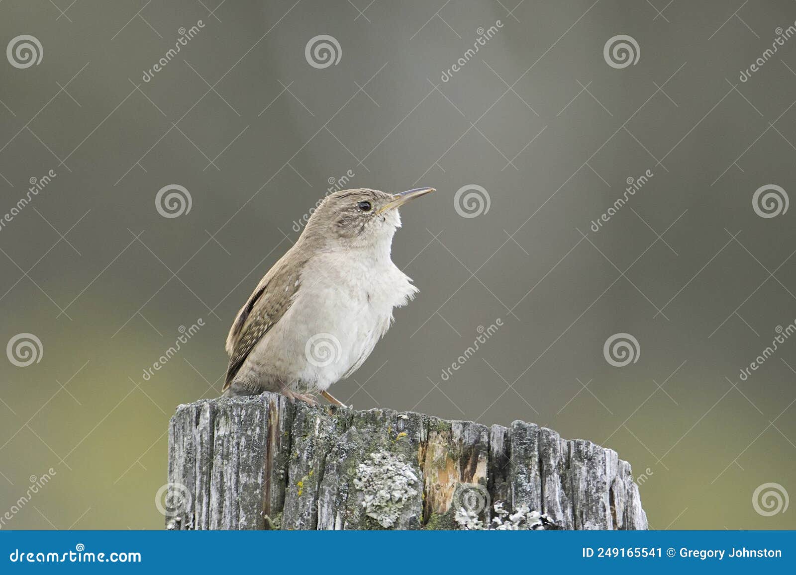 Side Profile of a Small Wren Stock Image - Image of habitat, house ...