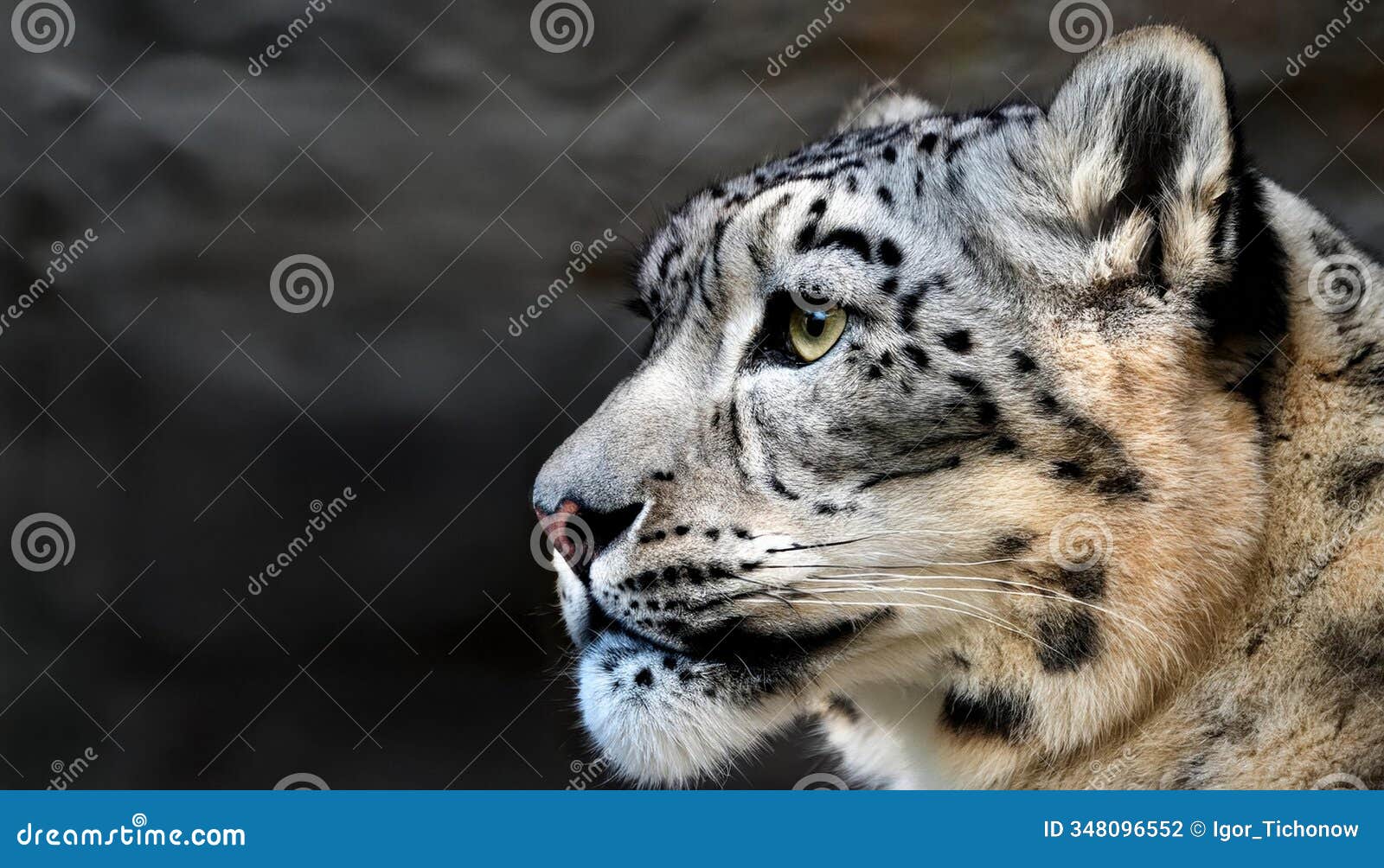 A Side Profile of a Snow Leopard in a Dark Setting Highlighting Its ...