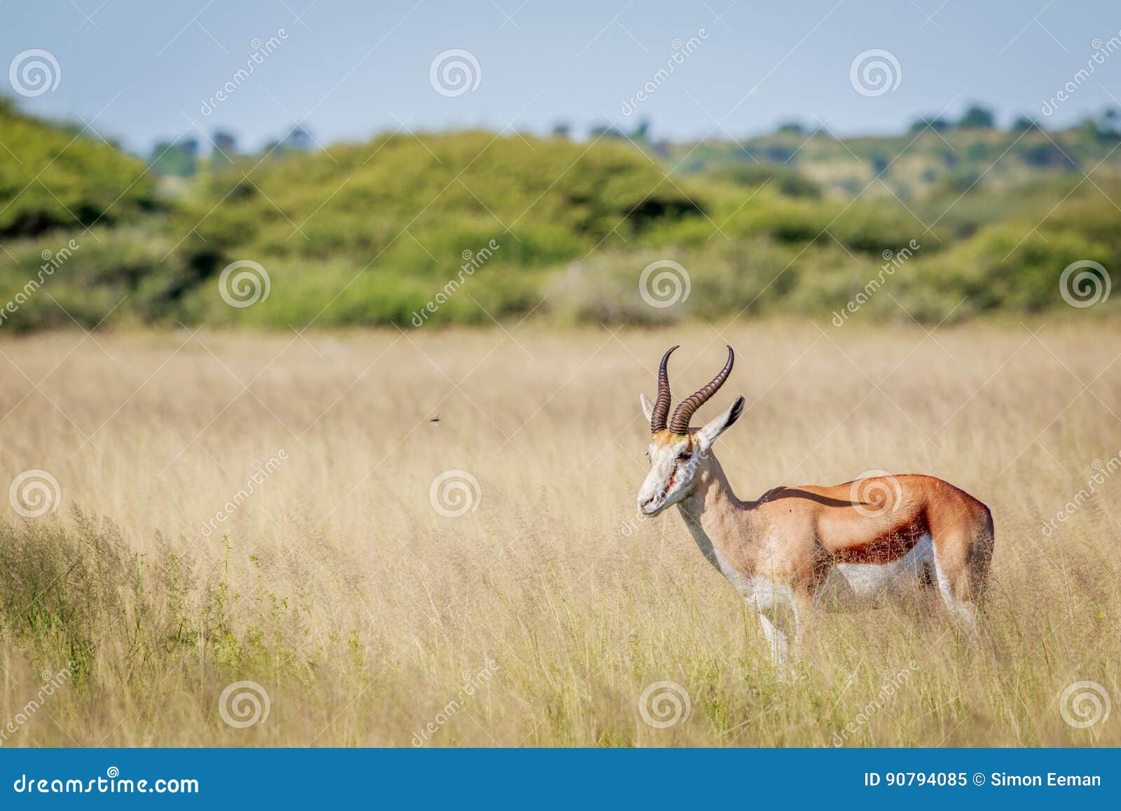 Side Profile of a Springbok in Long Grass. Stock Image - Image of ...