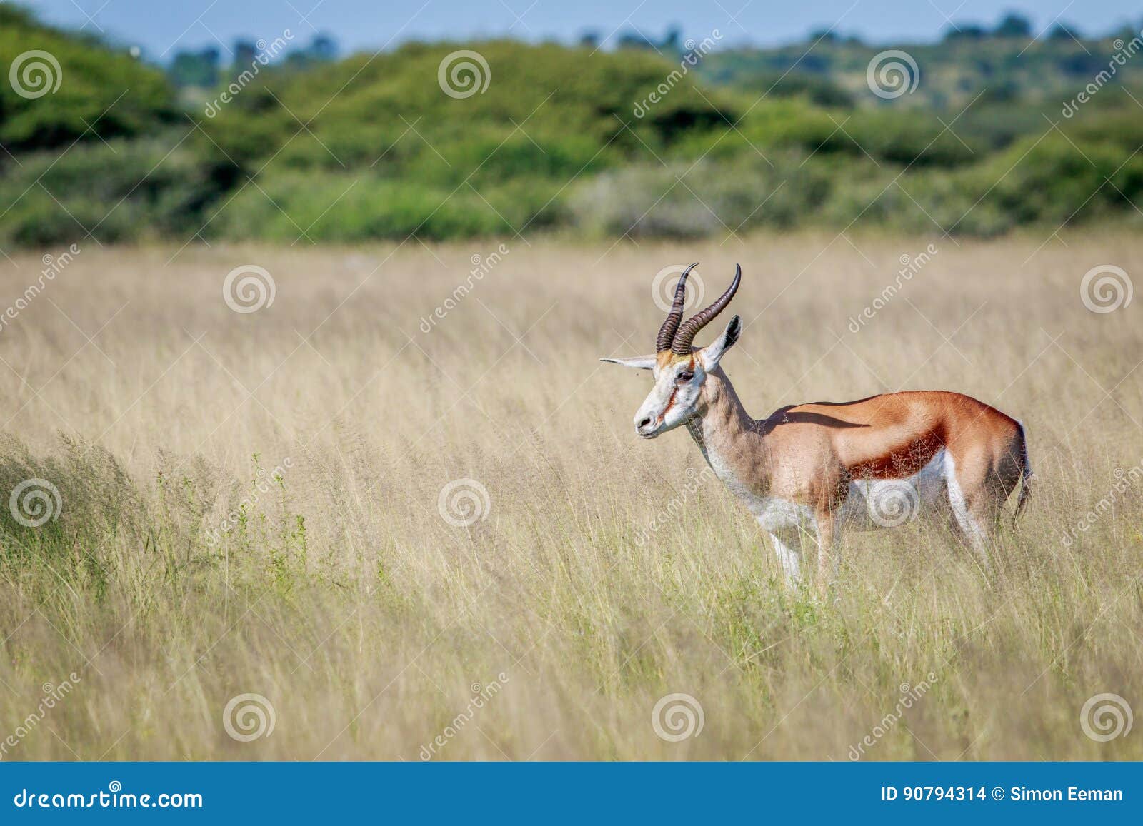 Side Profile of a Springbok in Long Grass. Stock Photo - Image of ...
