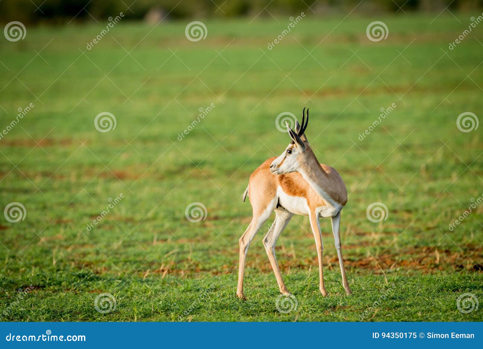 Side Profile of a Springbok Standing in the Grass. Stock Image - Image ...