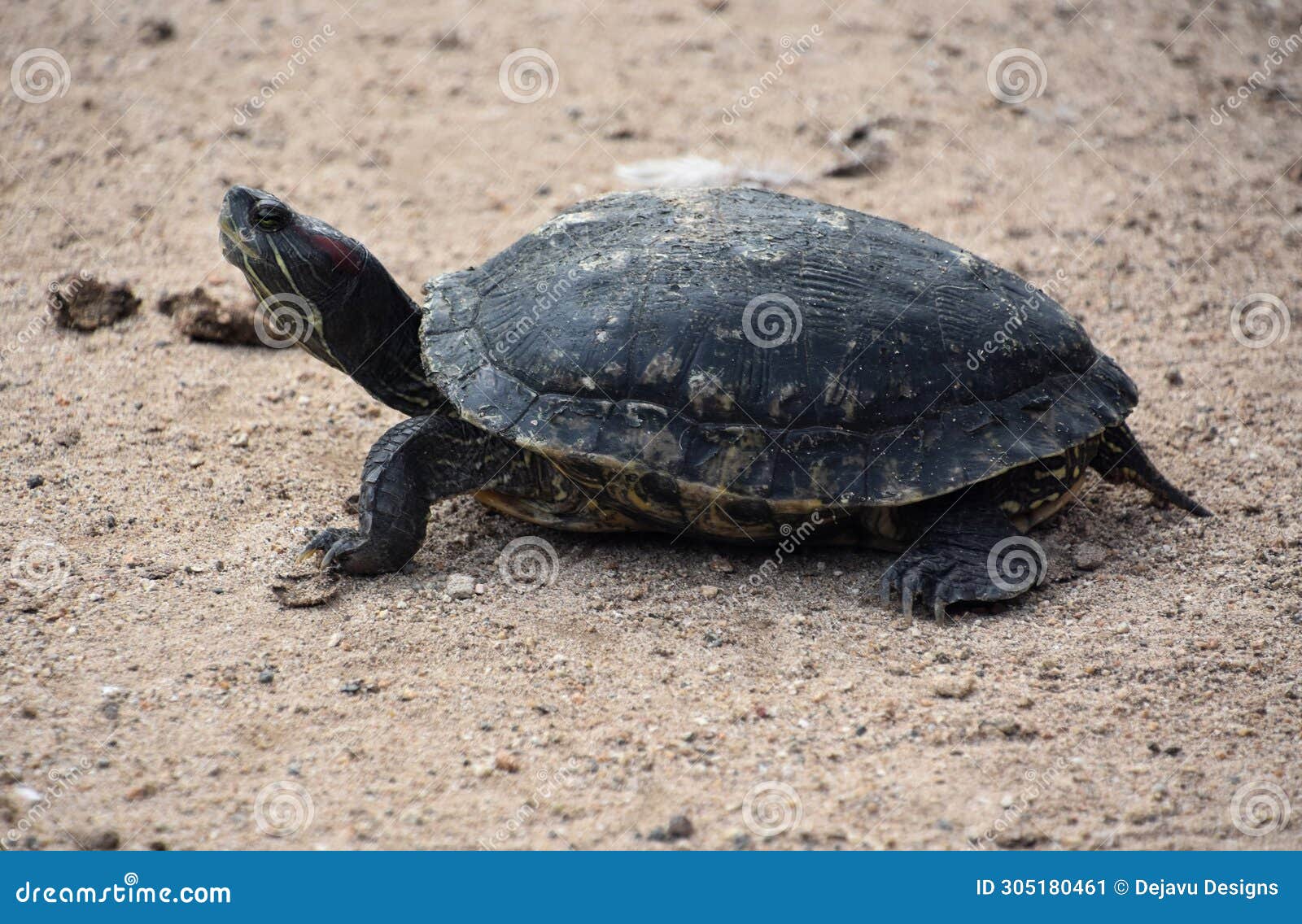 Side Profile of a Standard Paint Turtle Stock Image - Image of paint ...