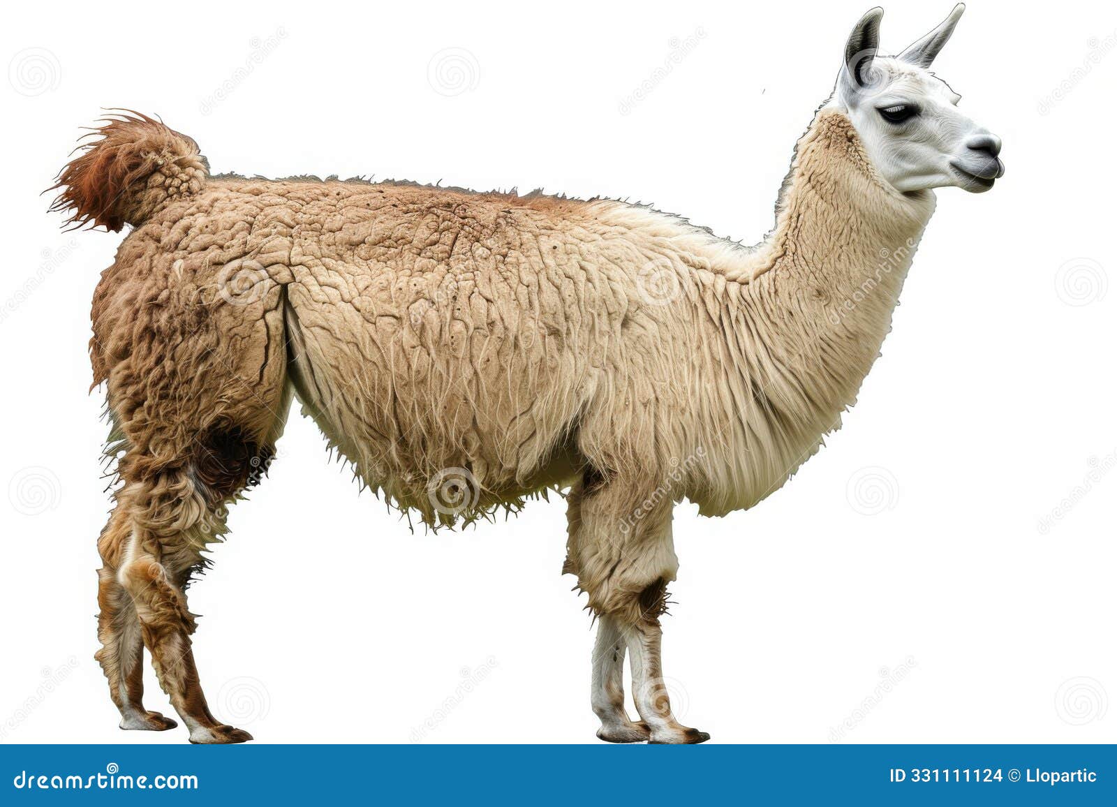 A Side Profile of a Standing Llama with a Thick Woolly Coat, Isolated ...