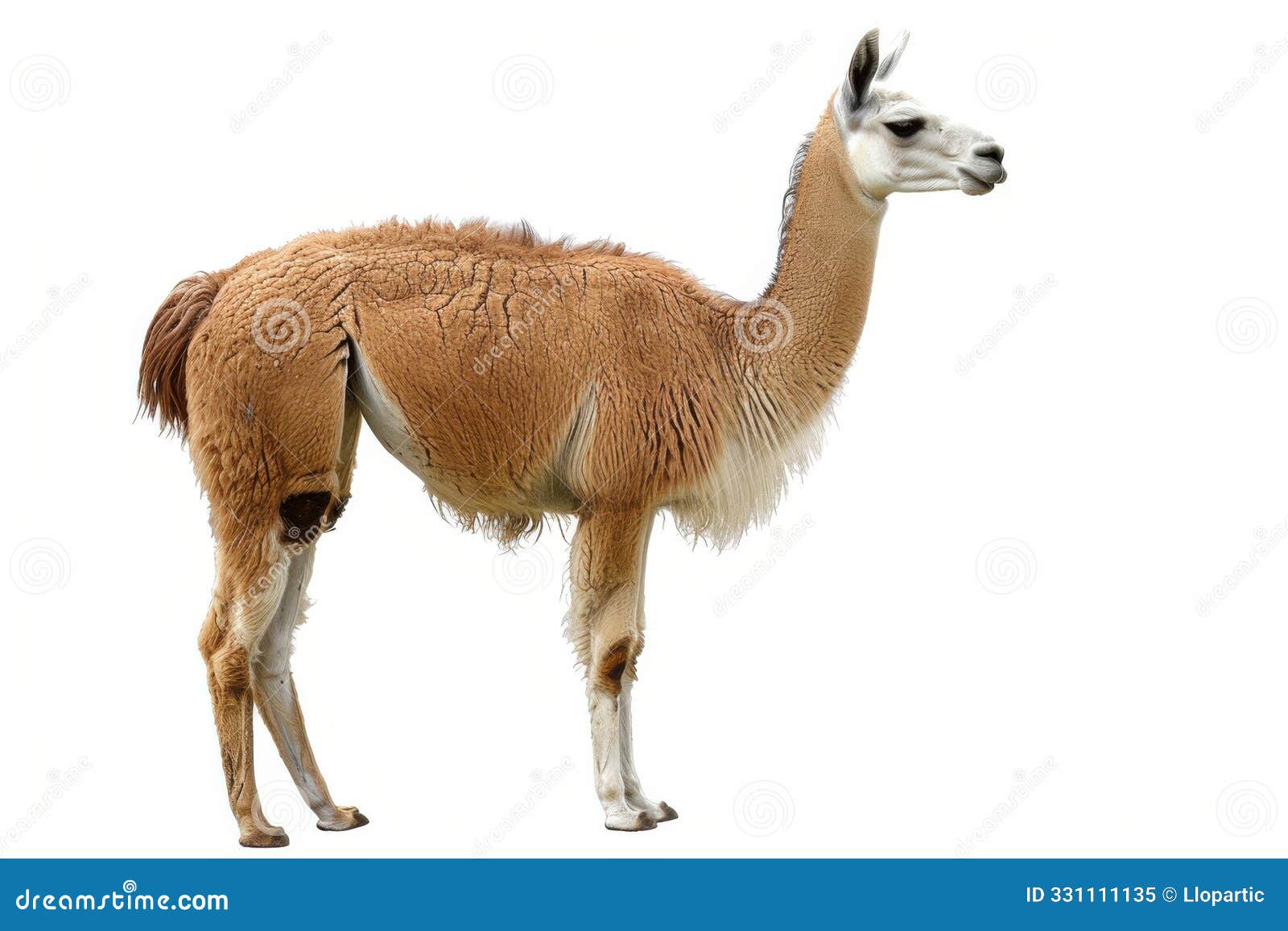 A Side Profile of a Standing Llama with a Thick Woolly Coat, Isolated ...