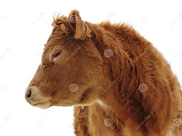 Side Profile of Steer stock image. Image of cattle, bovine - 9326897