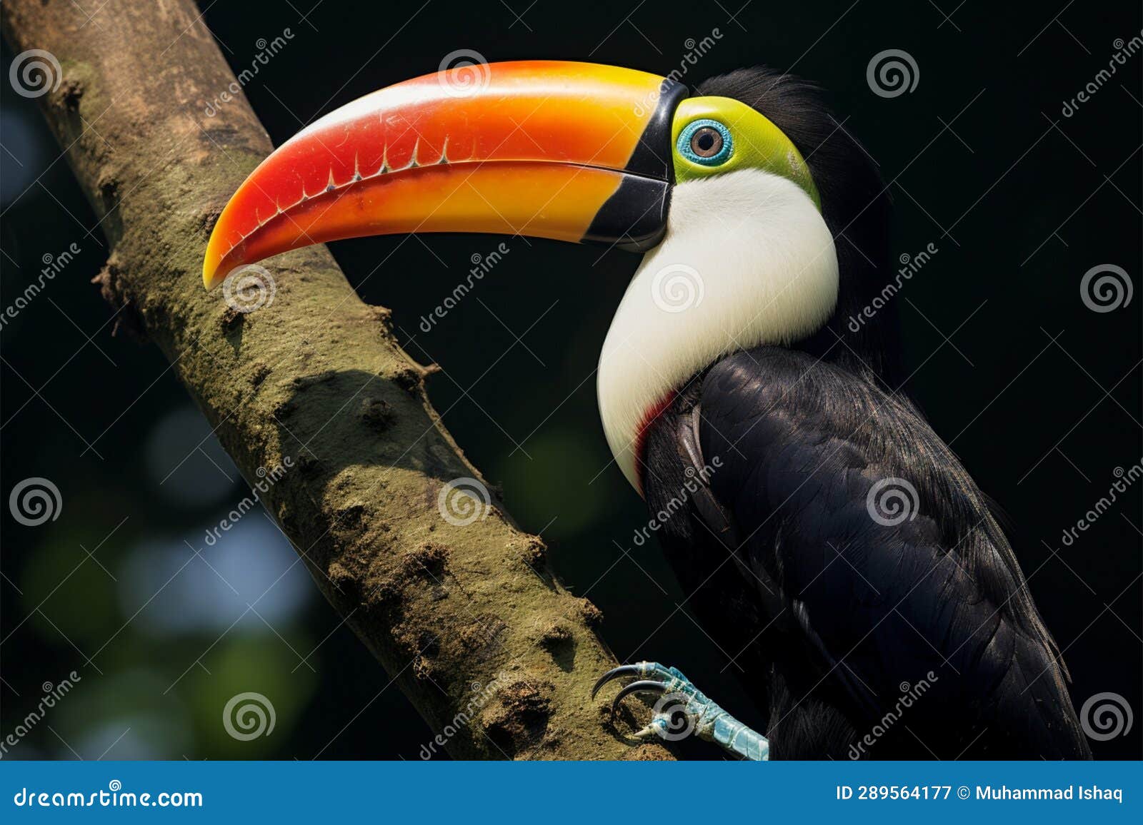Side Profile of a Striking Toucan, Highlighting Its Unique Features ...