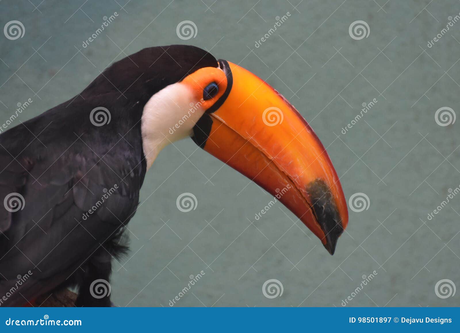 Side Profile of a Toucan Bird with a Large Bill Stock Image - Image of ...