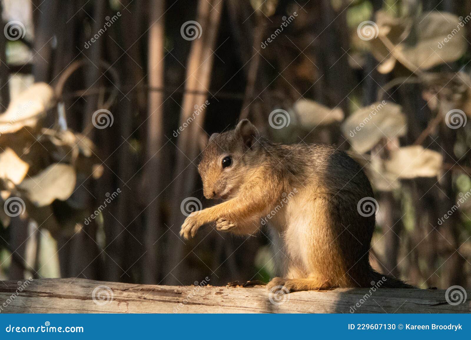 Side Profile of a Tree Squirrel on a Branch in the Shade Stock Photo ...