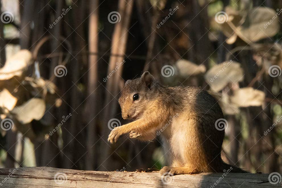 Side Profile of a Tree Squirrel on a Branch in the Shade Stock Photo ...