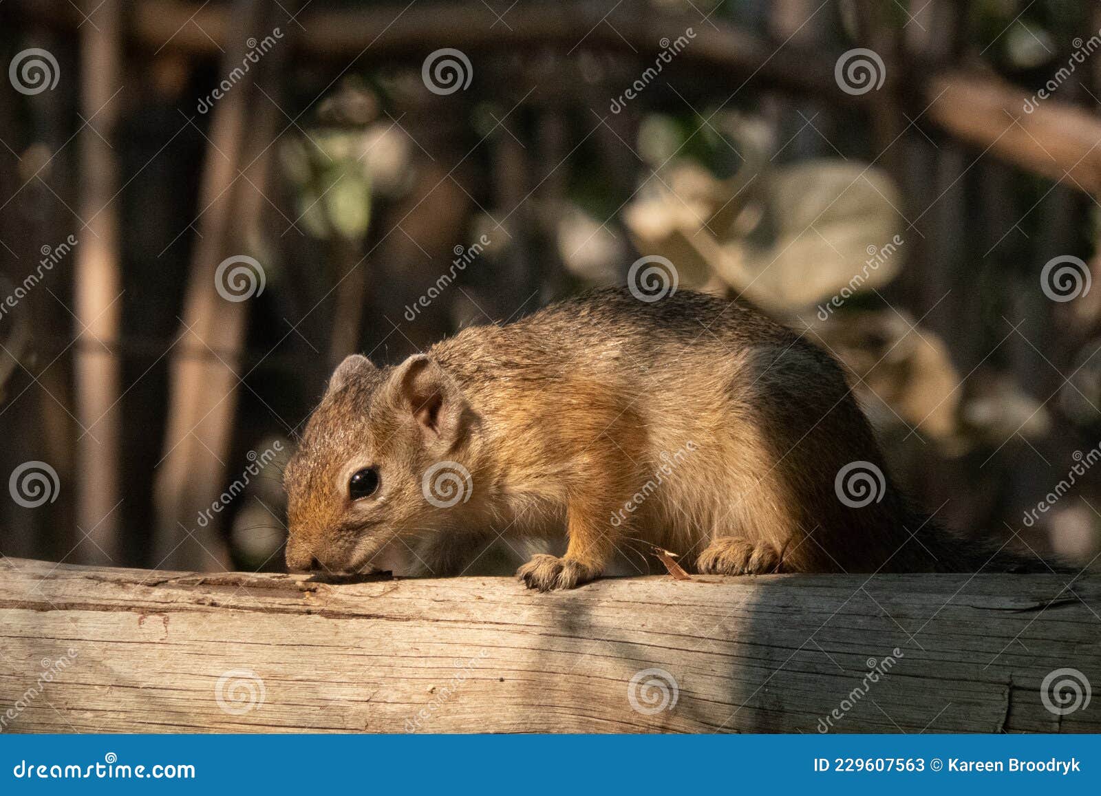 Side Profile of a Tree Squirrel on a Branch in the Shade Stock Image ...