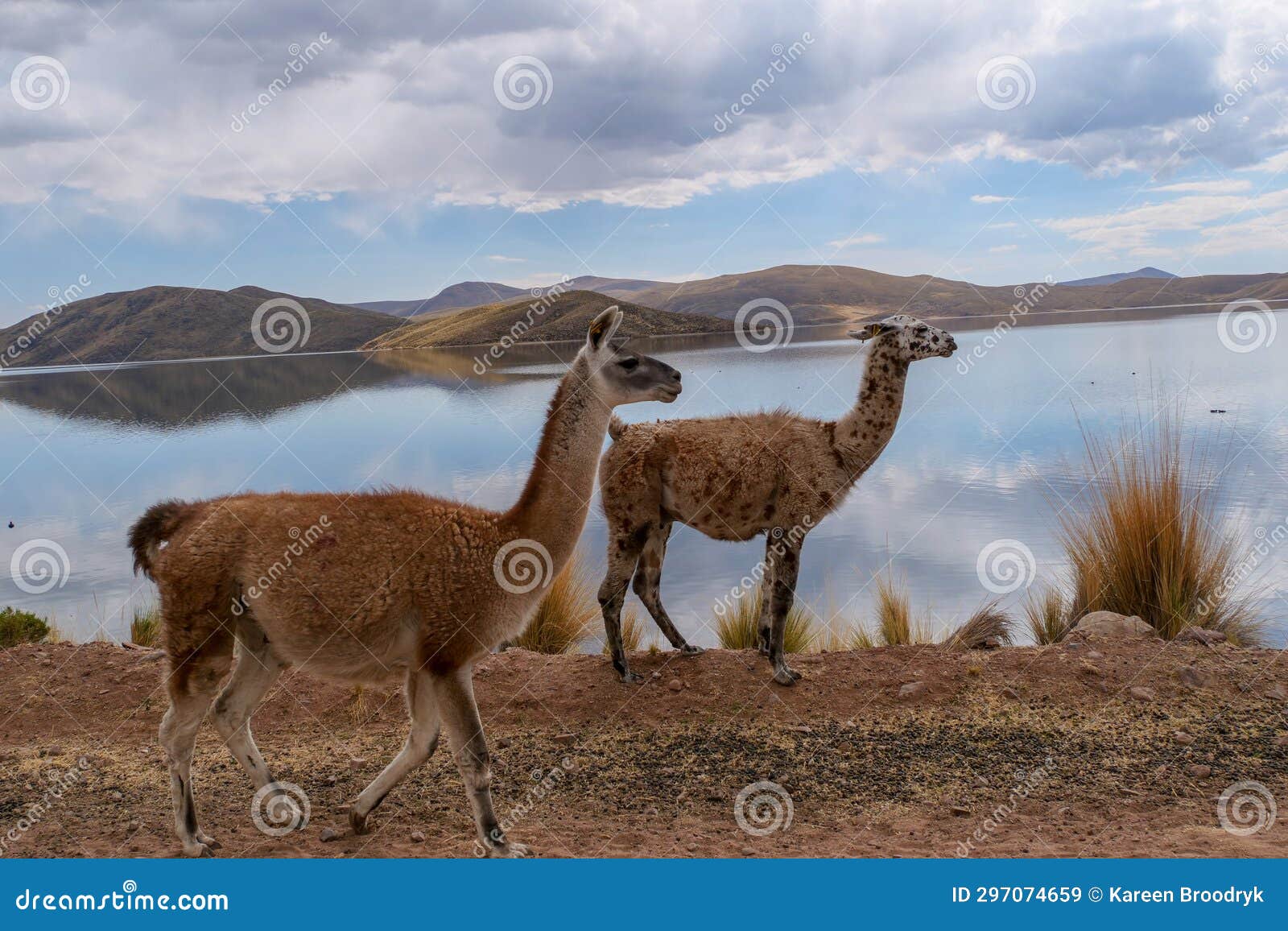 Side Profile of Two Llamas Walking Next To a Lake in the Peruvian ...