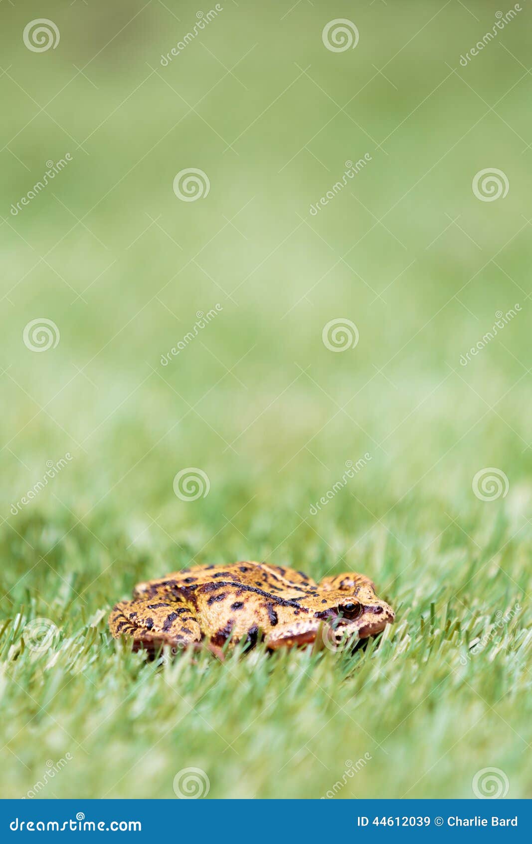 Side Profile View of Common Frog in Grass Stock Image - Image of wild ...