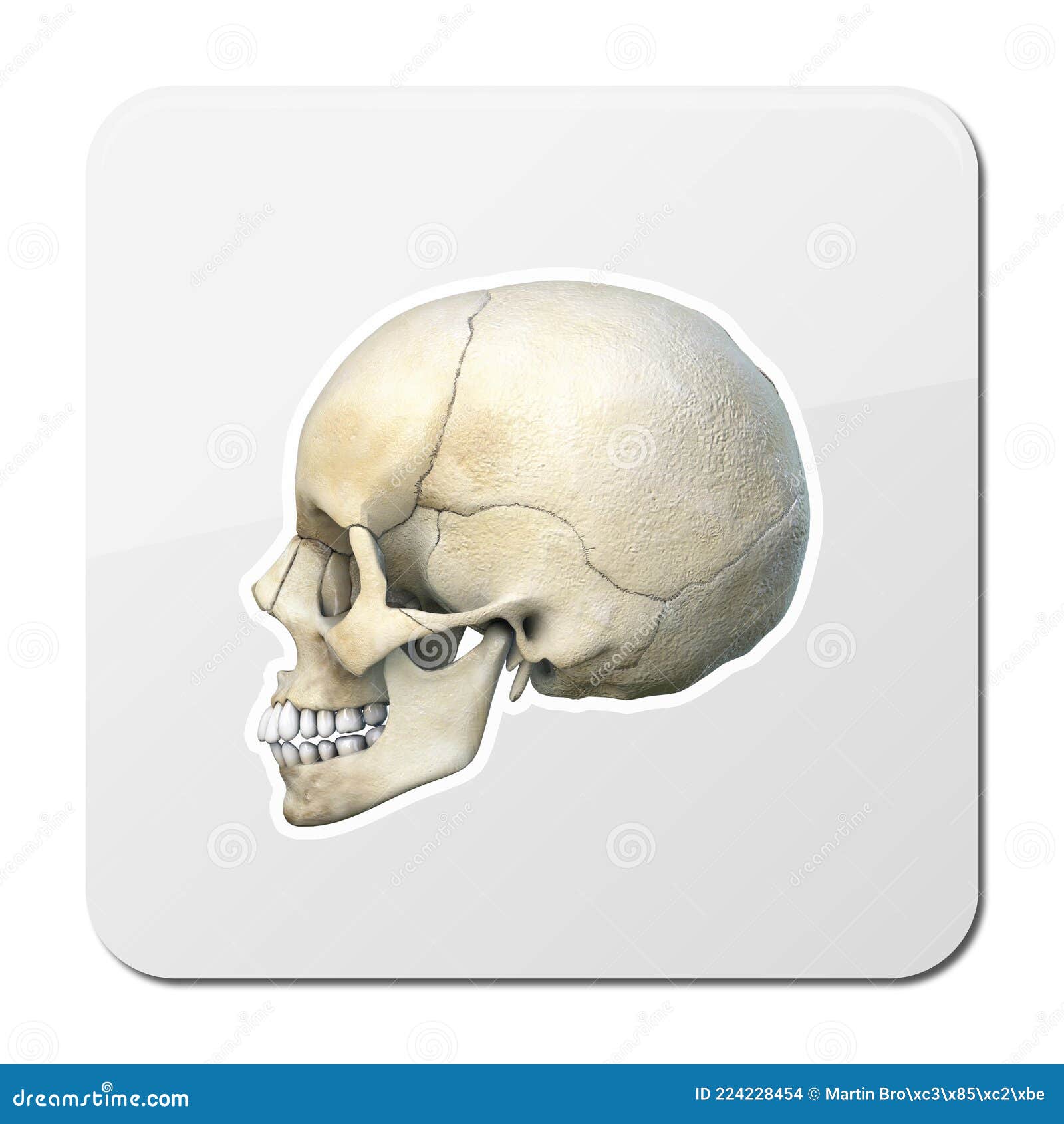 Side Profile View of Human Skull Icon 3d Stock Illustration ...