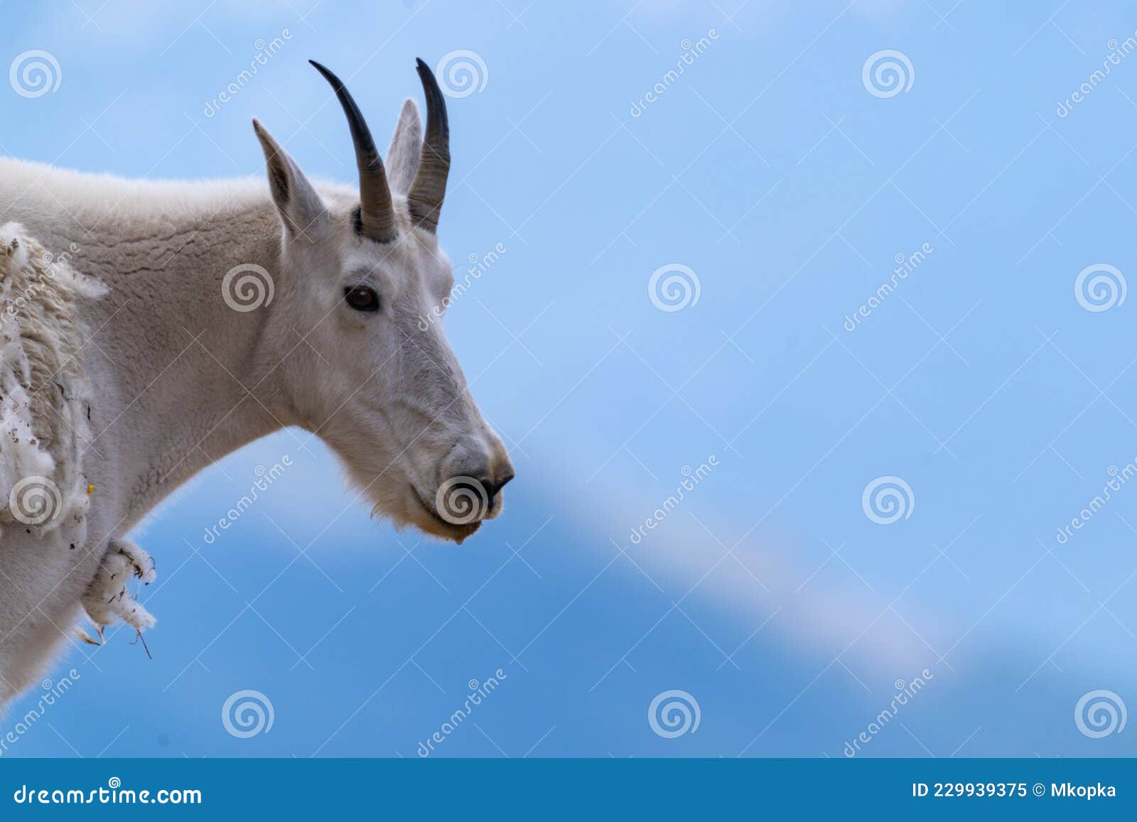 Side Profile View of a Mountain Goat. Plenty of Copyspace Stock Image ...