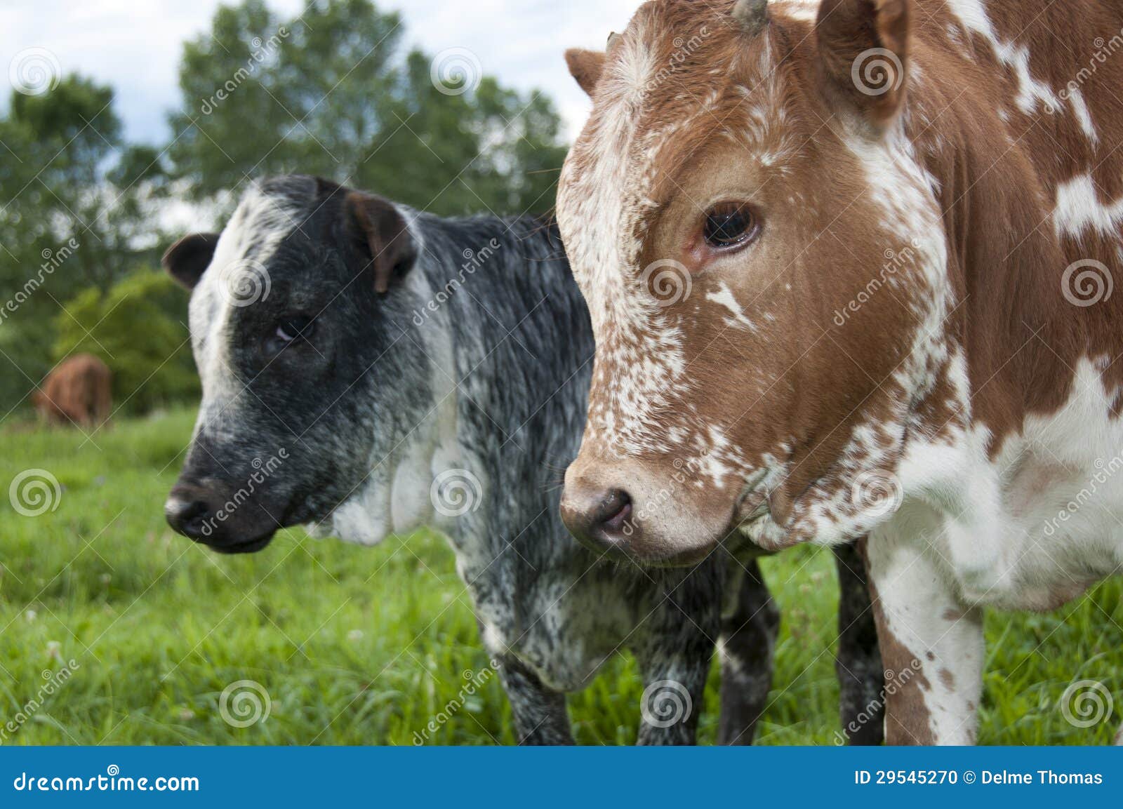 Side Profile View of Nguni Calves Stock Photo - Image of field, africa ...