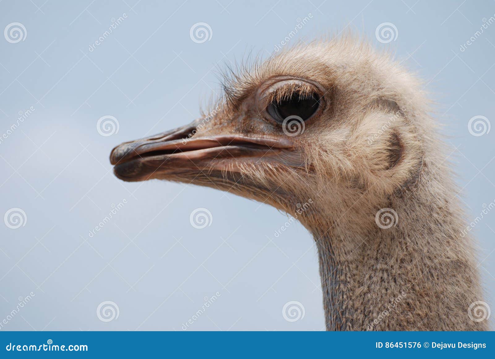 Side Profile View of an Ostrich Against a Blue Sky Stock Photo - Image ...