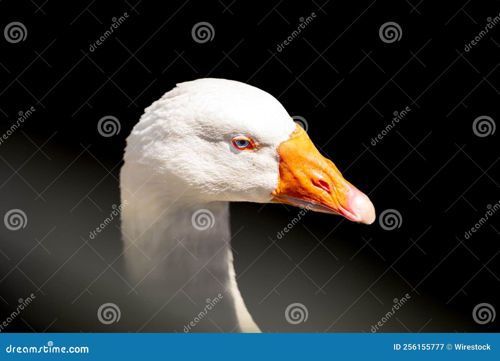 Side Profile of a White Goose with an Orange Beak Stock Image - Image ...