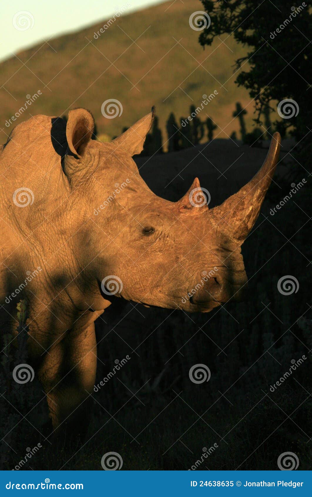 Side Profile of a White Rhino Stock Image - Image of green, animal ...