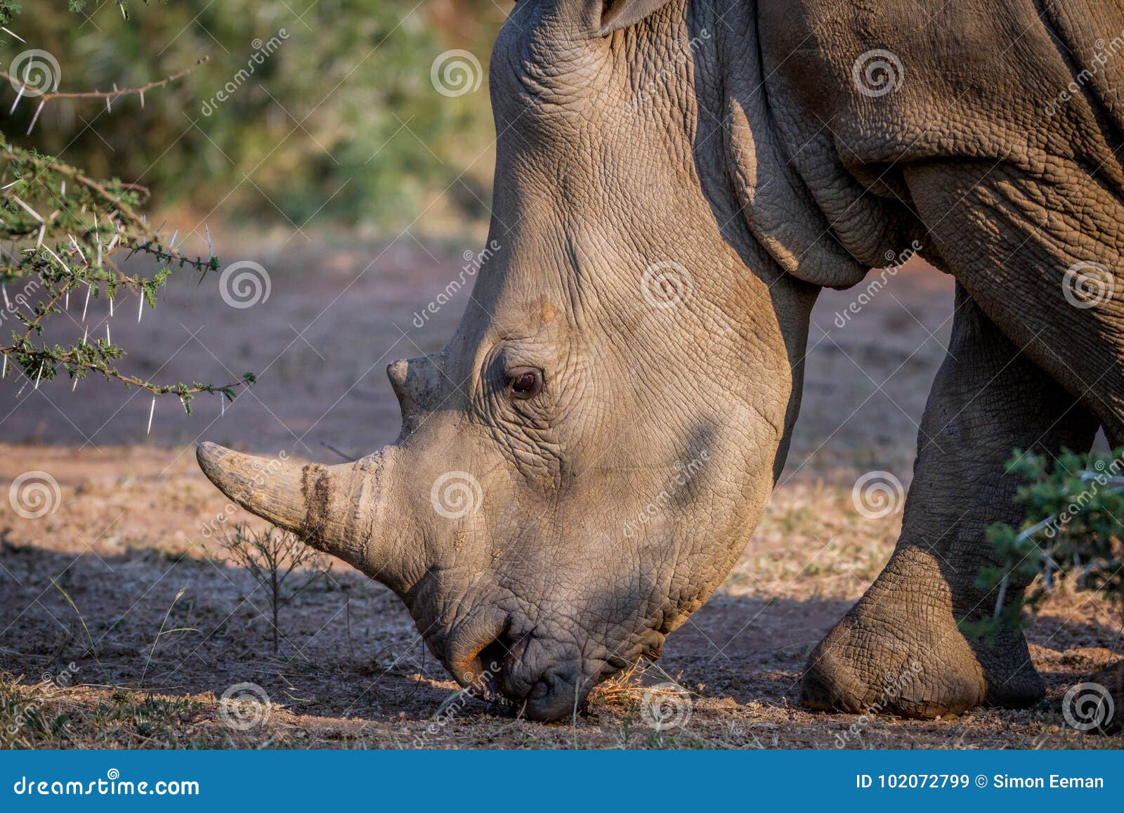 Side Profile of a White Rhino. Stock Image - Image of endangered, huge ...