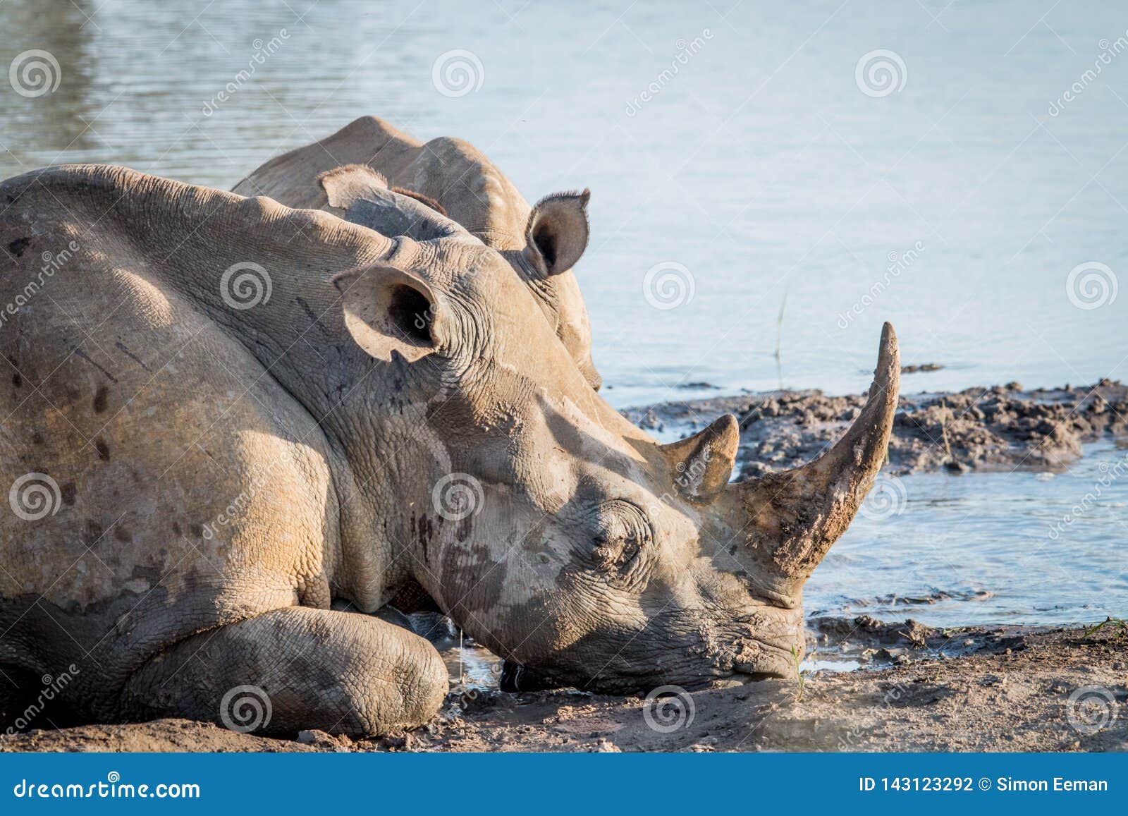 Side Profile of a White Rhino in the Water Stock Photo - Image of rhino ...