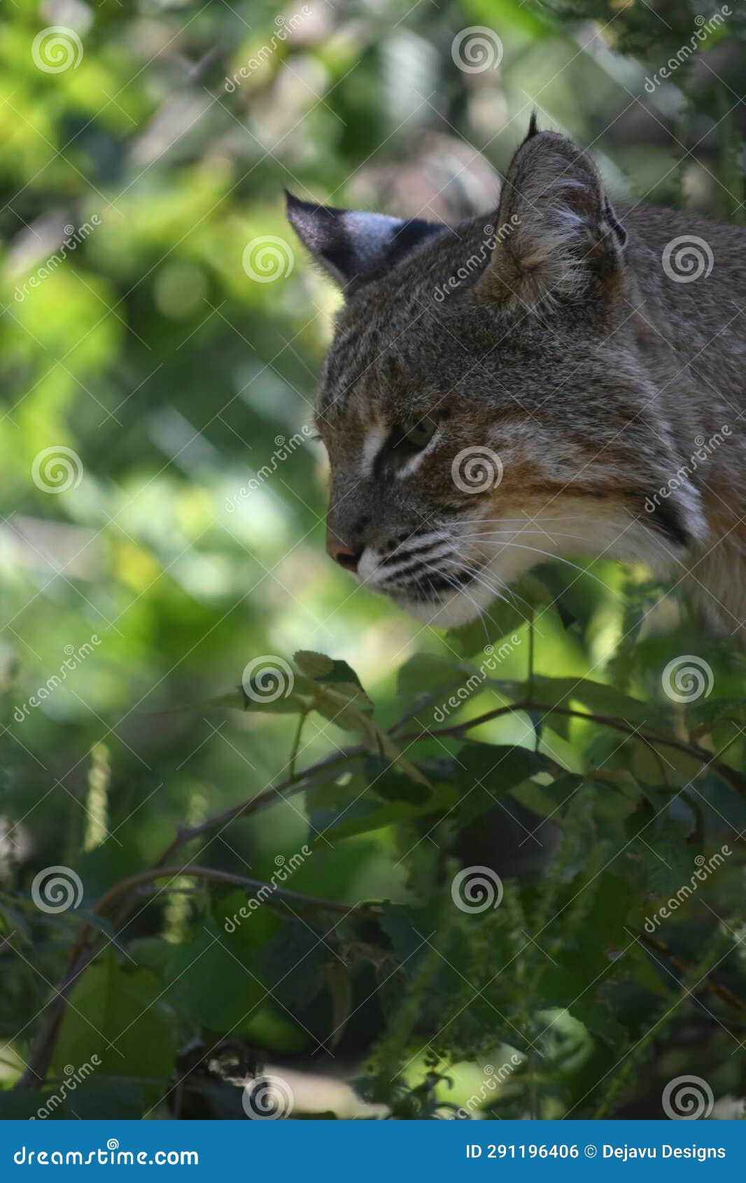 Side Profile of a Wild Bobcat on the Prowl Stock Photo - Image of ...