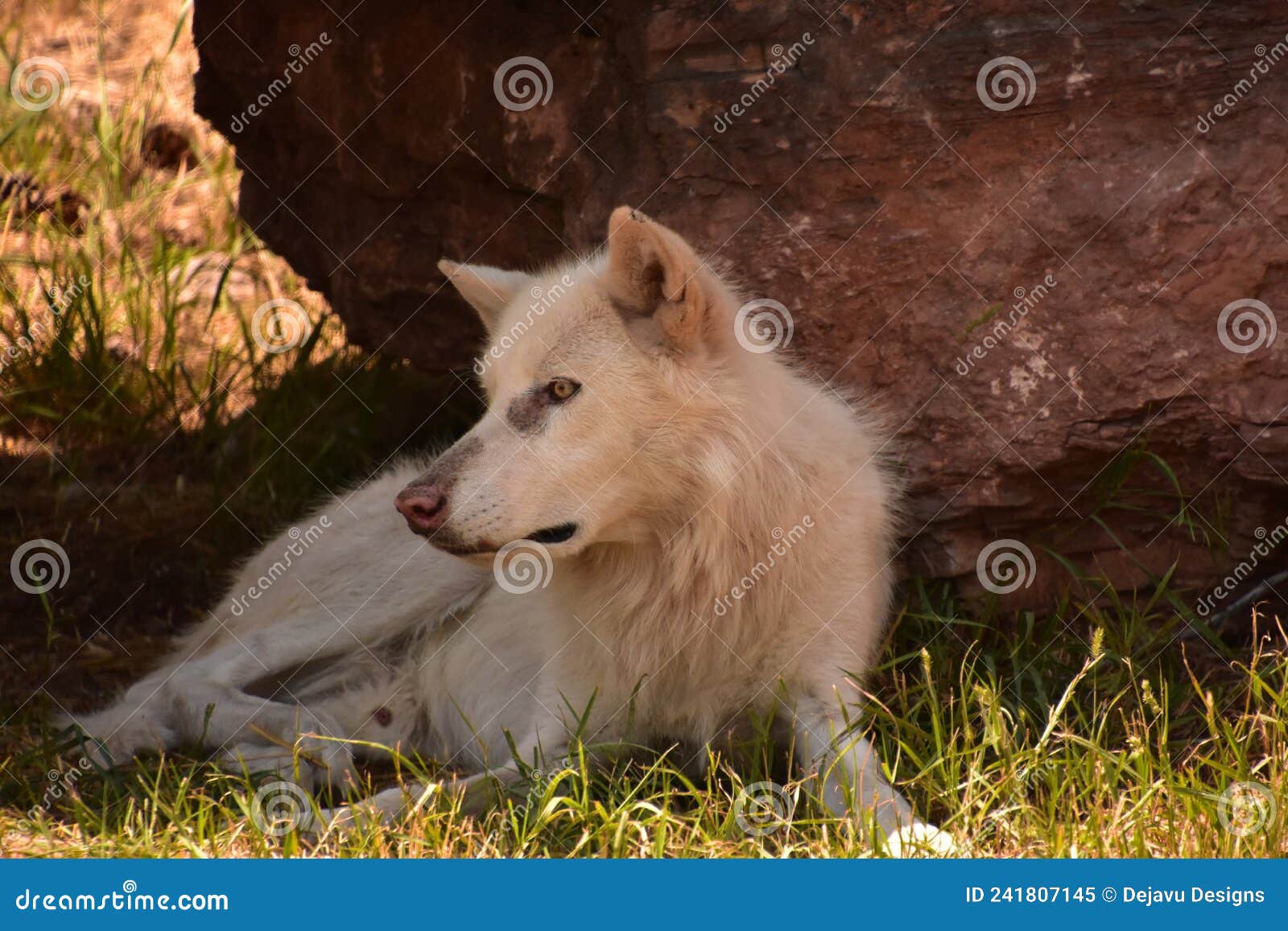 Side Profile of a Wild Timber Wolf Stock Image - Image of animal, male ...