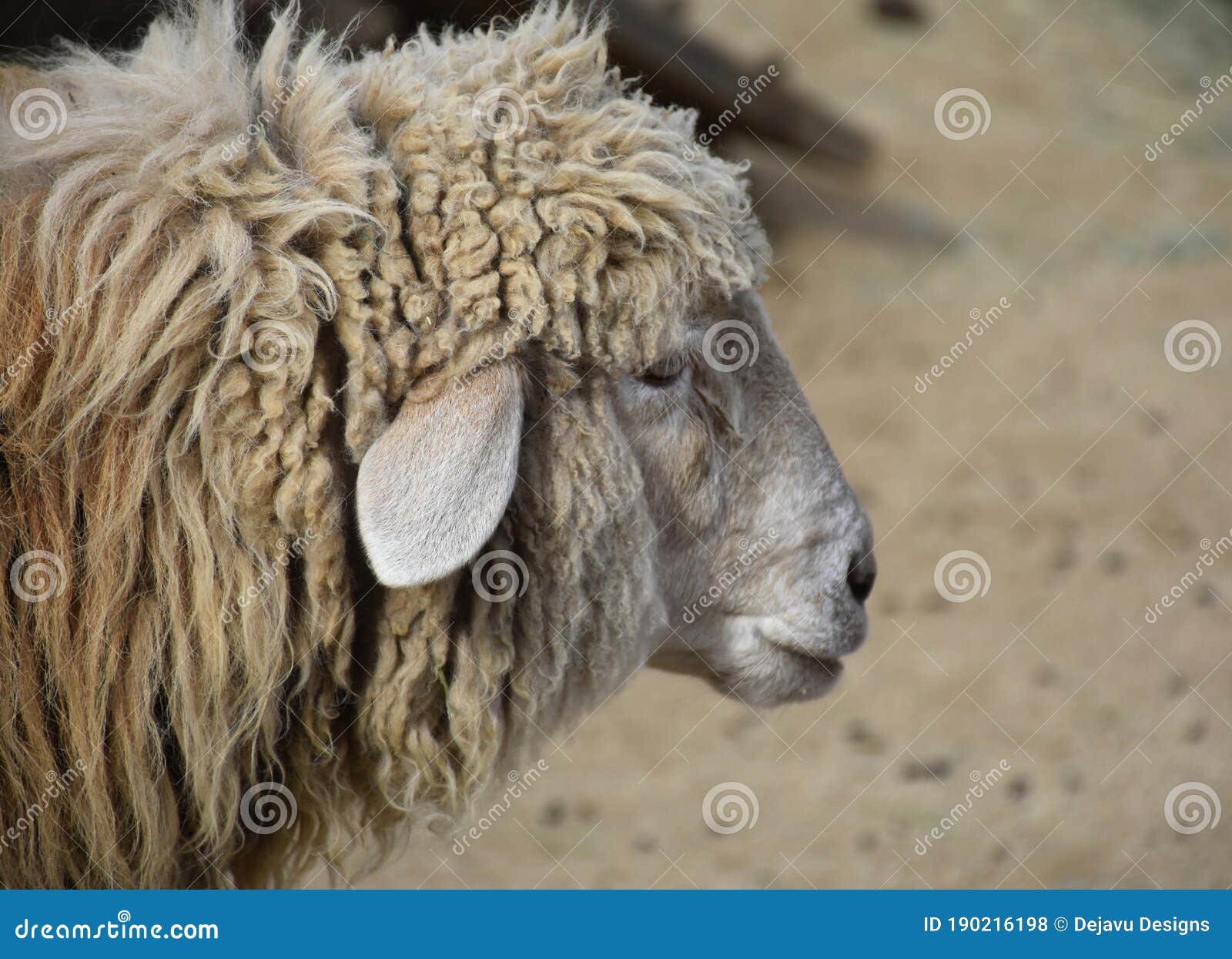 Side Profile of a Wooly Sheep in a Farmyard Stock Photo - Image of ...