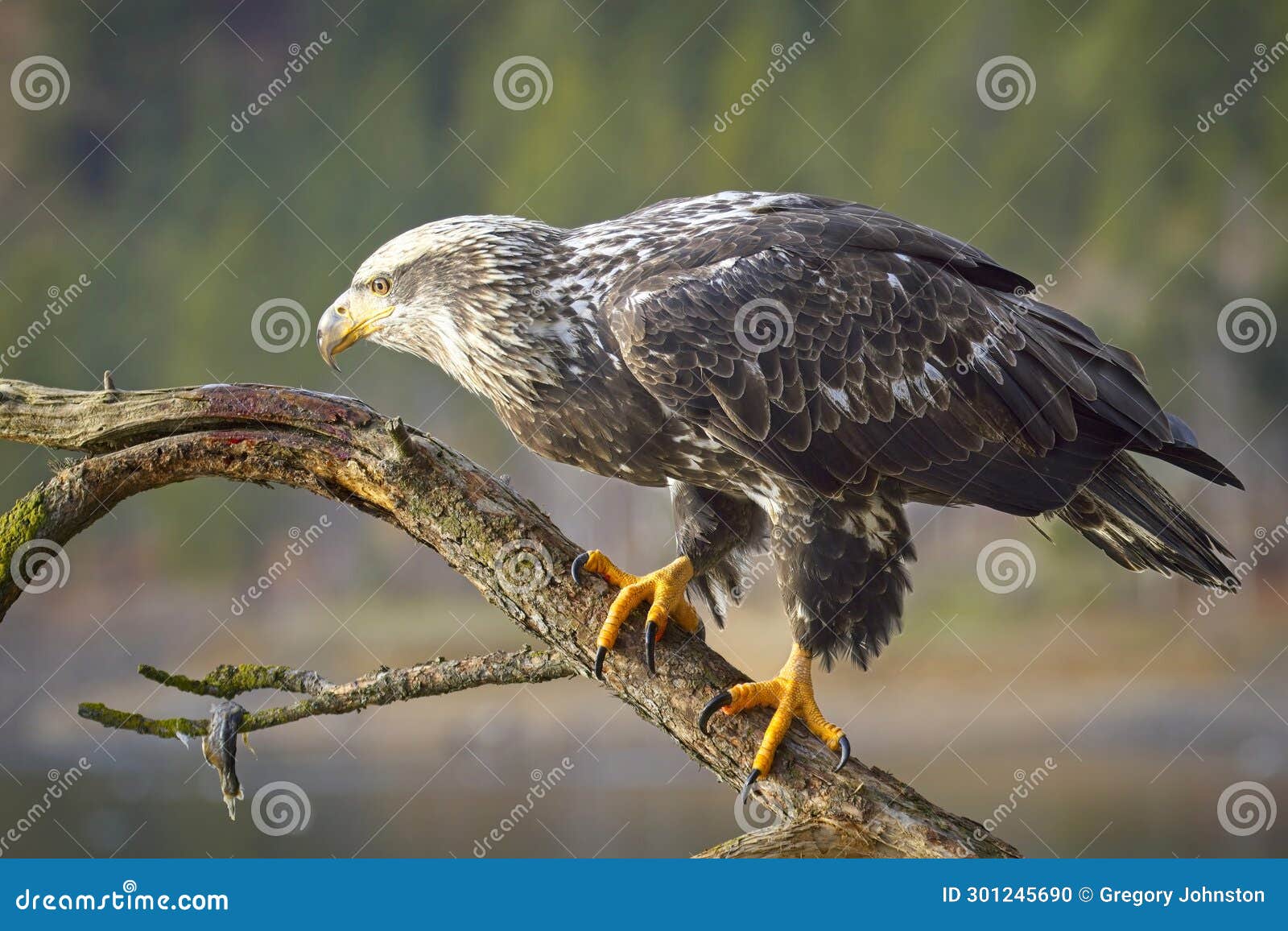 Side Profile of Young Eagle on a Branch Stock Photo - Image of tree, fauna: 301245690