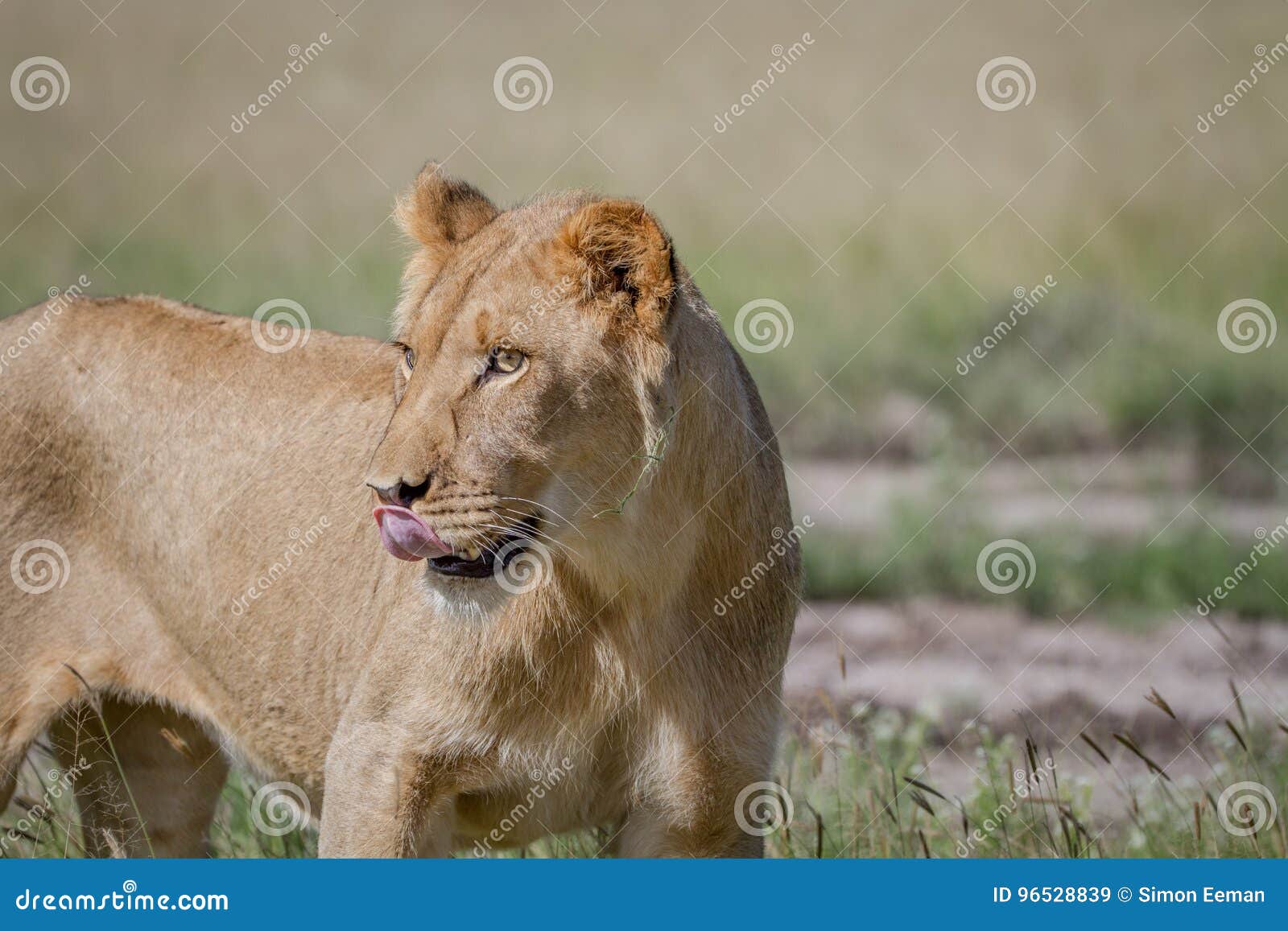 Side Profile of a Young Male Lion. Stock Image - Image of large ...