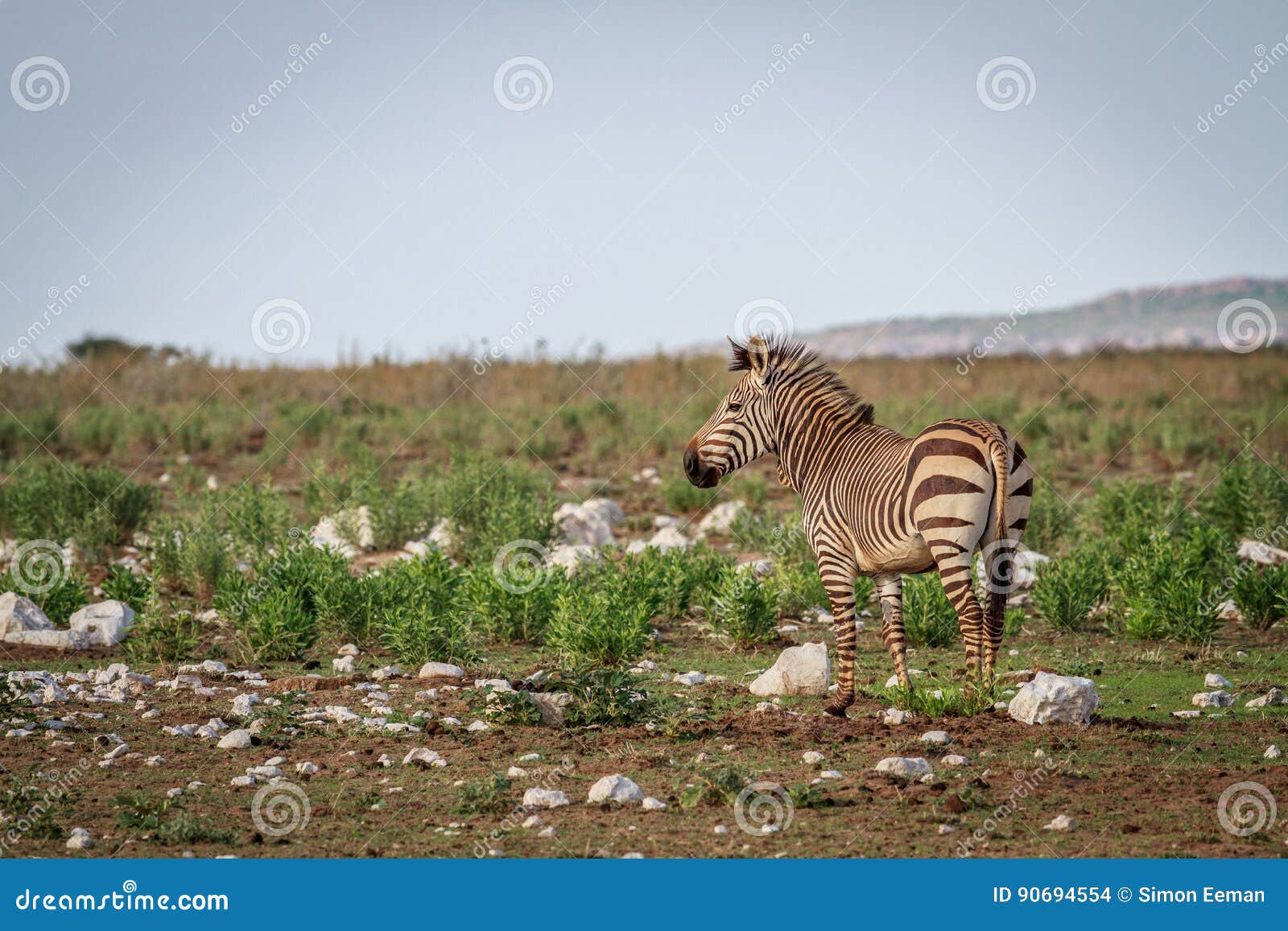 Side profile of a Zebra. stock photo. Image of gamedrive - 90694554