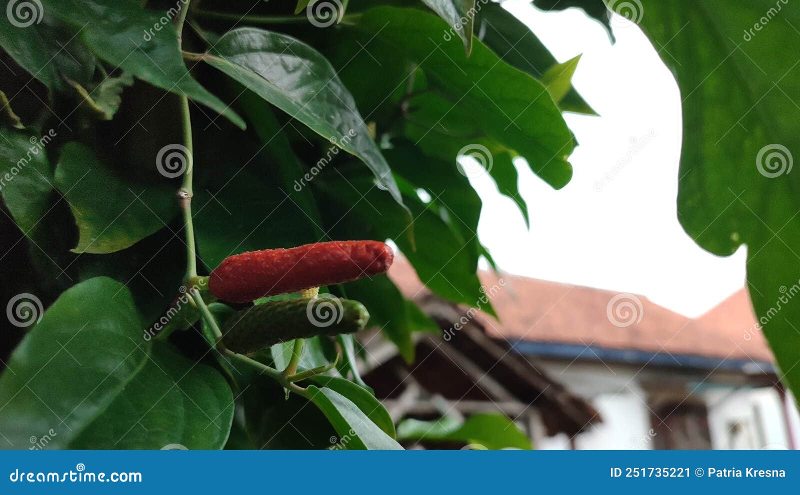 Green Java Peacock Standing At The Water Side, Beautiful Colorful Bird ...
