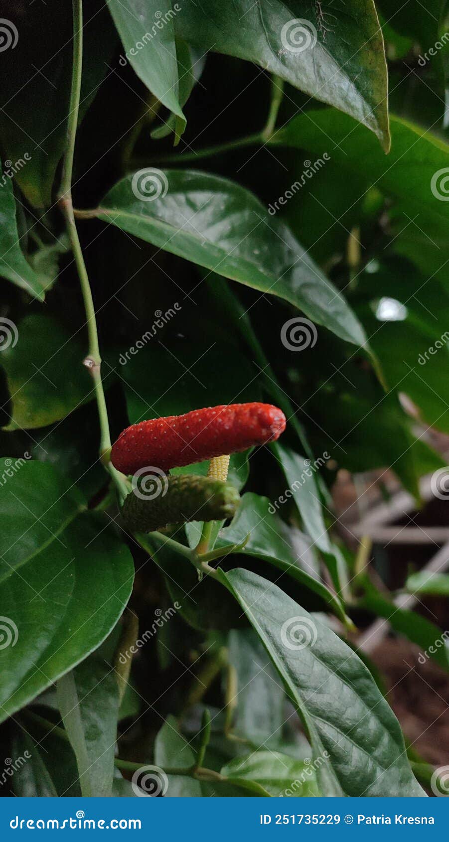 Green Java Peacock Standing At The Water Side, Beautiful Colorful Bird ...